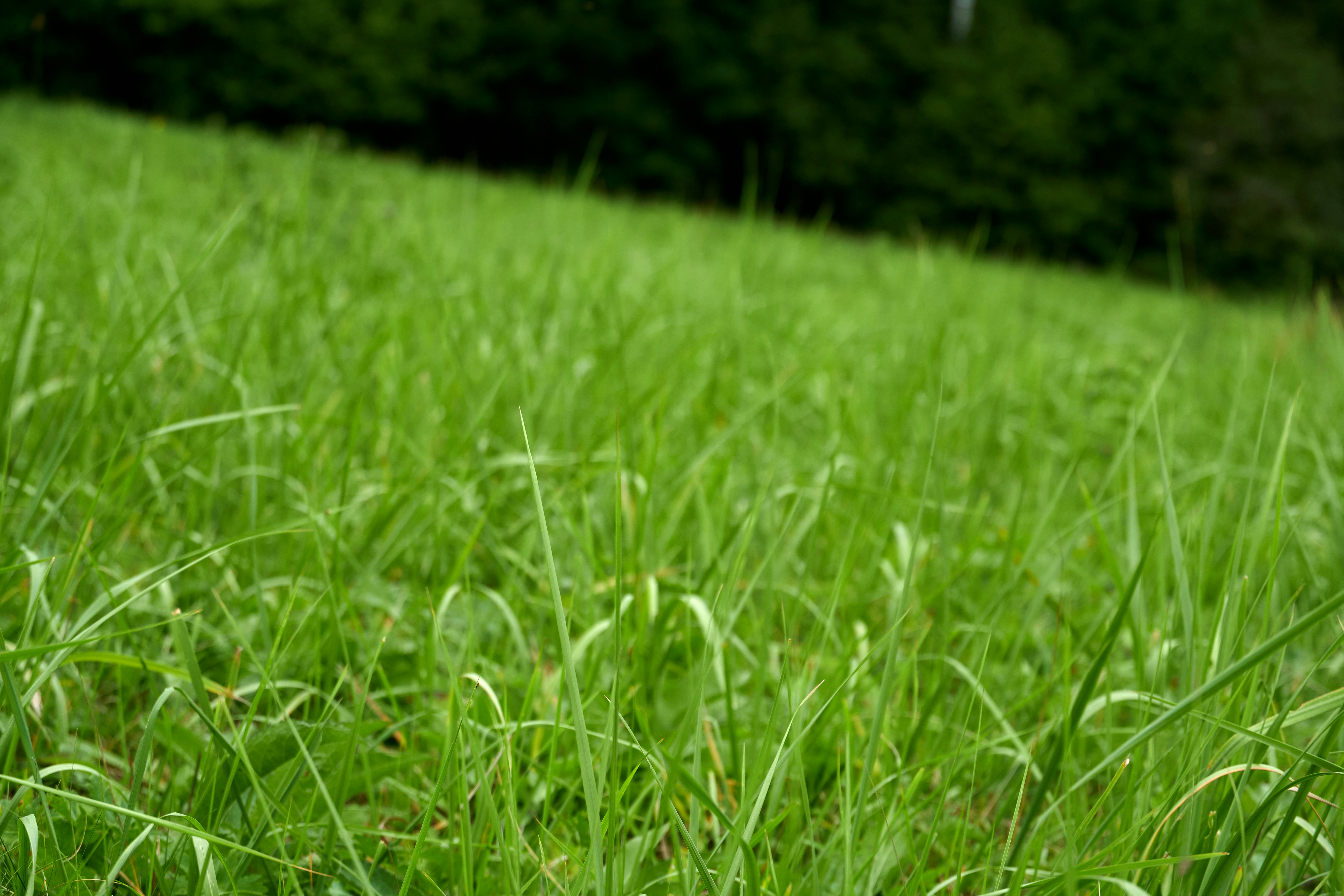A field of grass photo – Free Grass Image on Unsplash