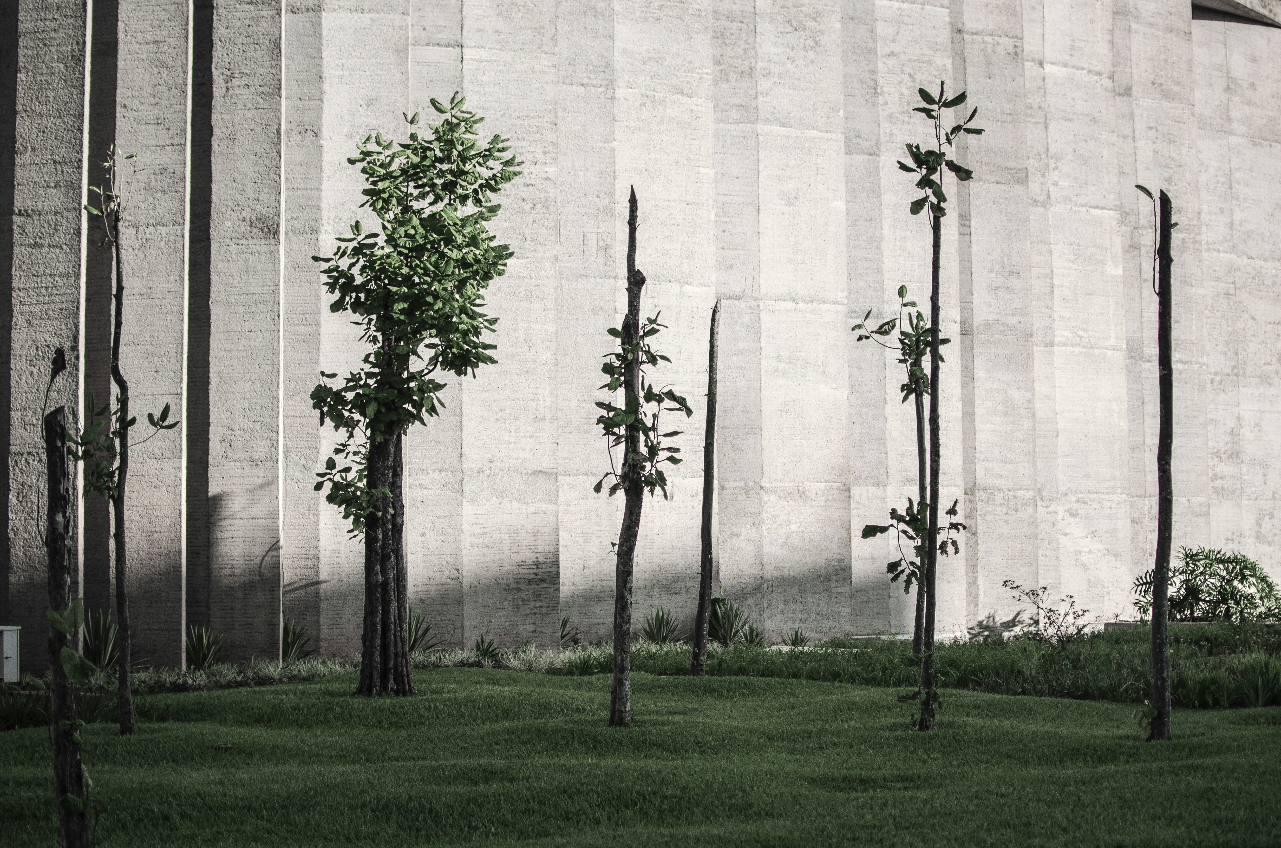 Urban Saplings: Concrete and Growth