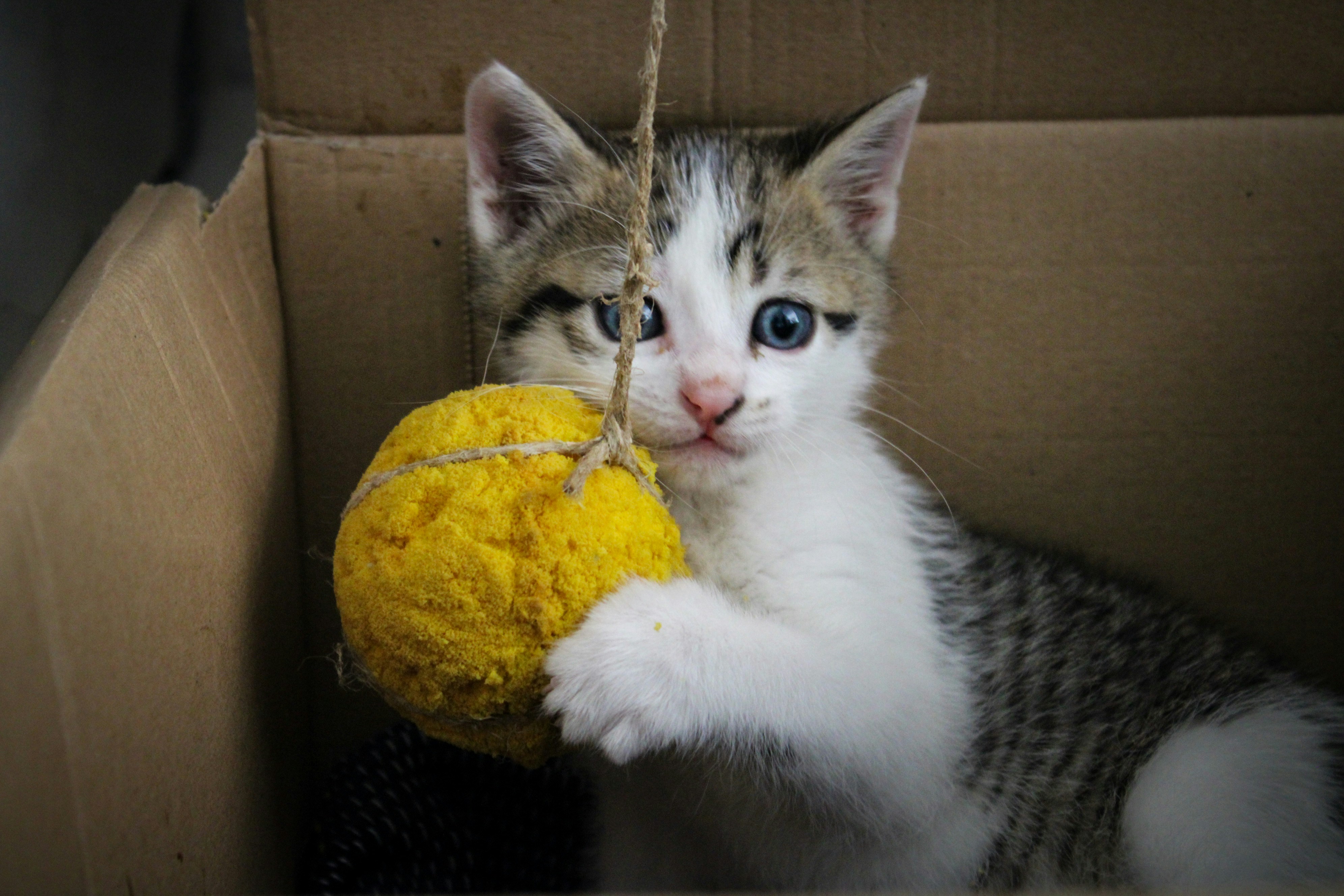 a cat holding a tennis ball