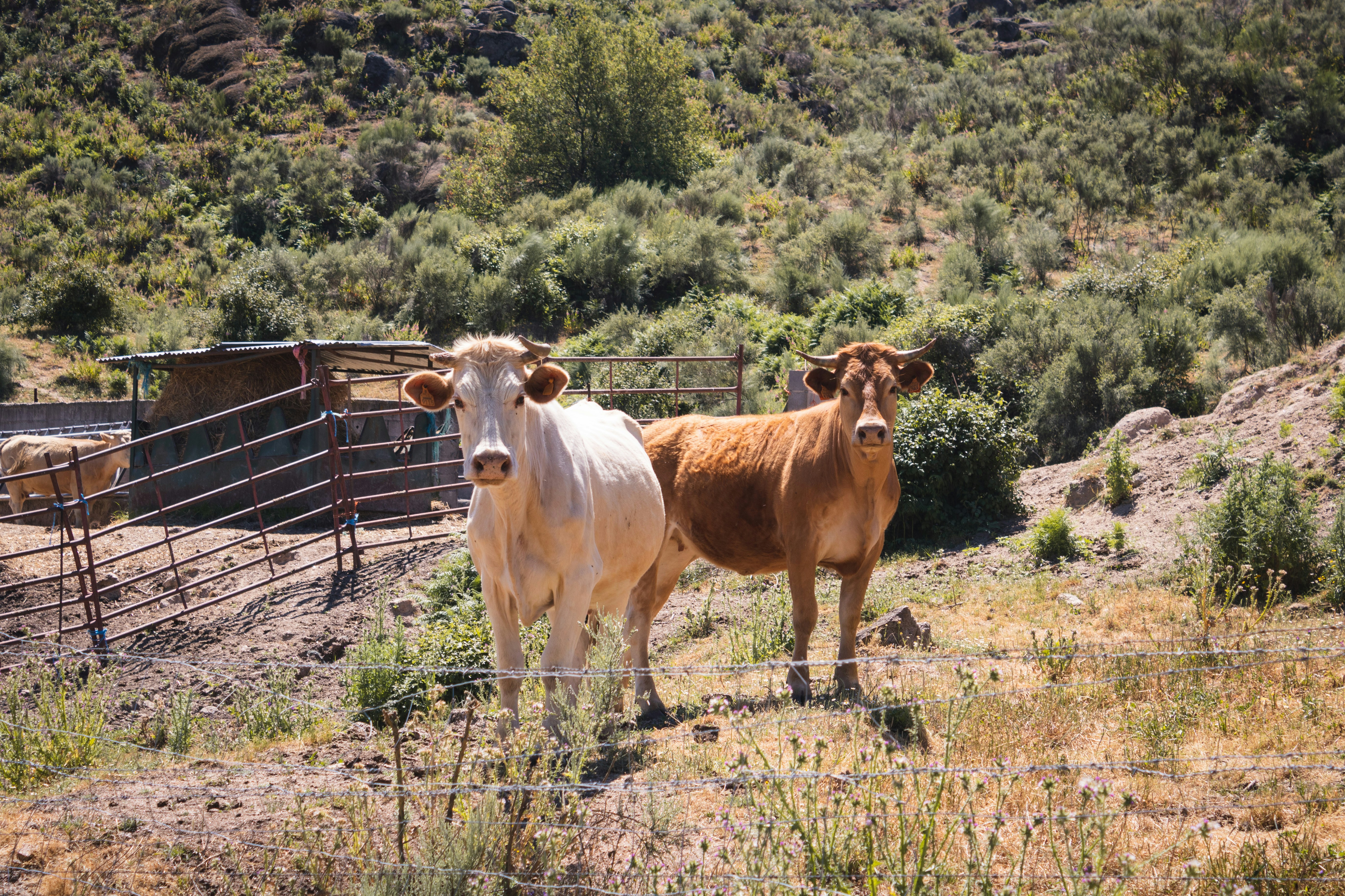 Un par de vacas están cerca una de la otra foto – Imagen de Vaca ...