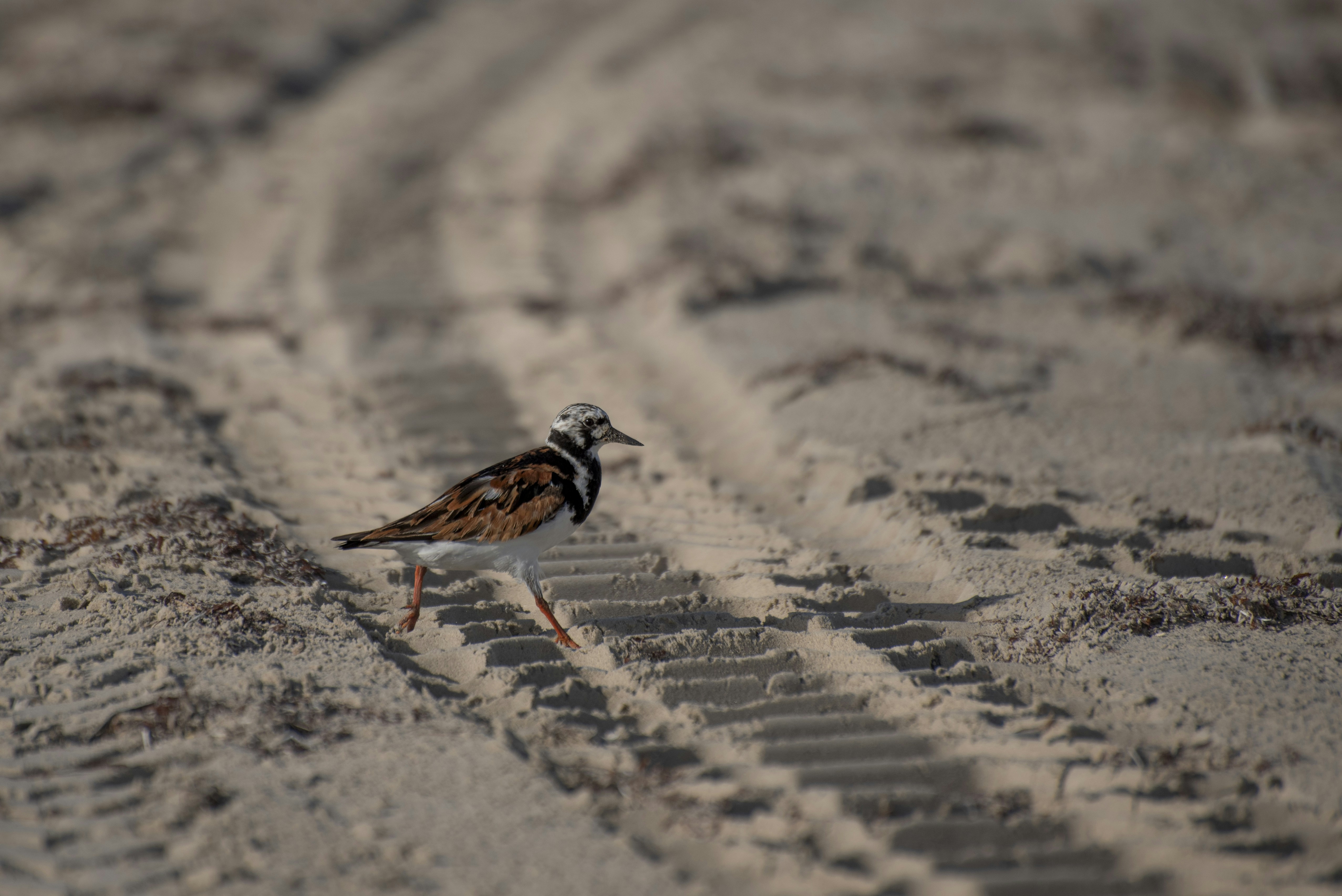 Tire-track Drift: A Sandpiper on the Quiet Beach