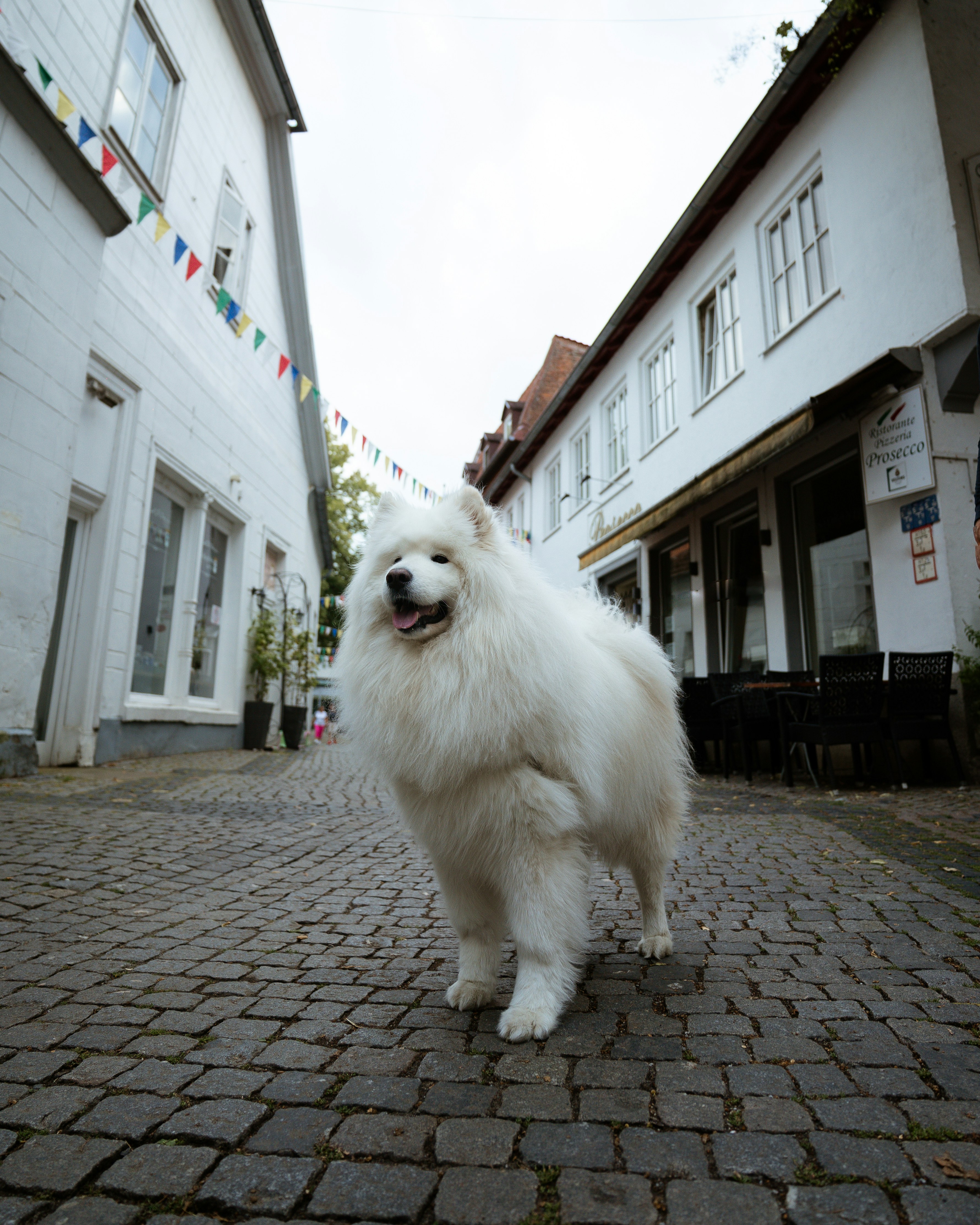 Samoyed on a cobblestone street under festive bunting