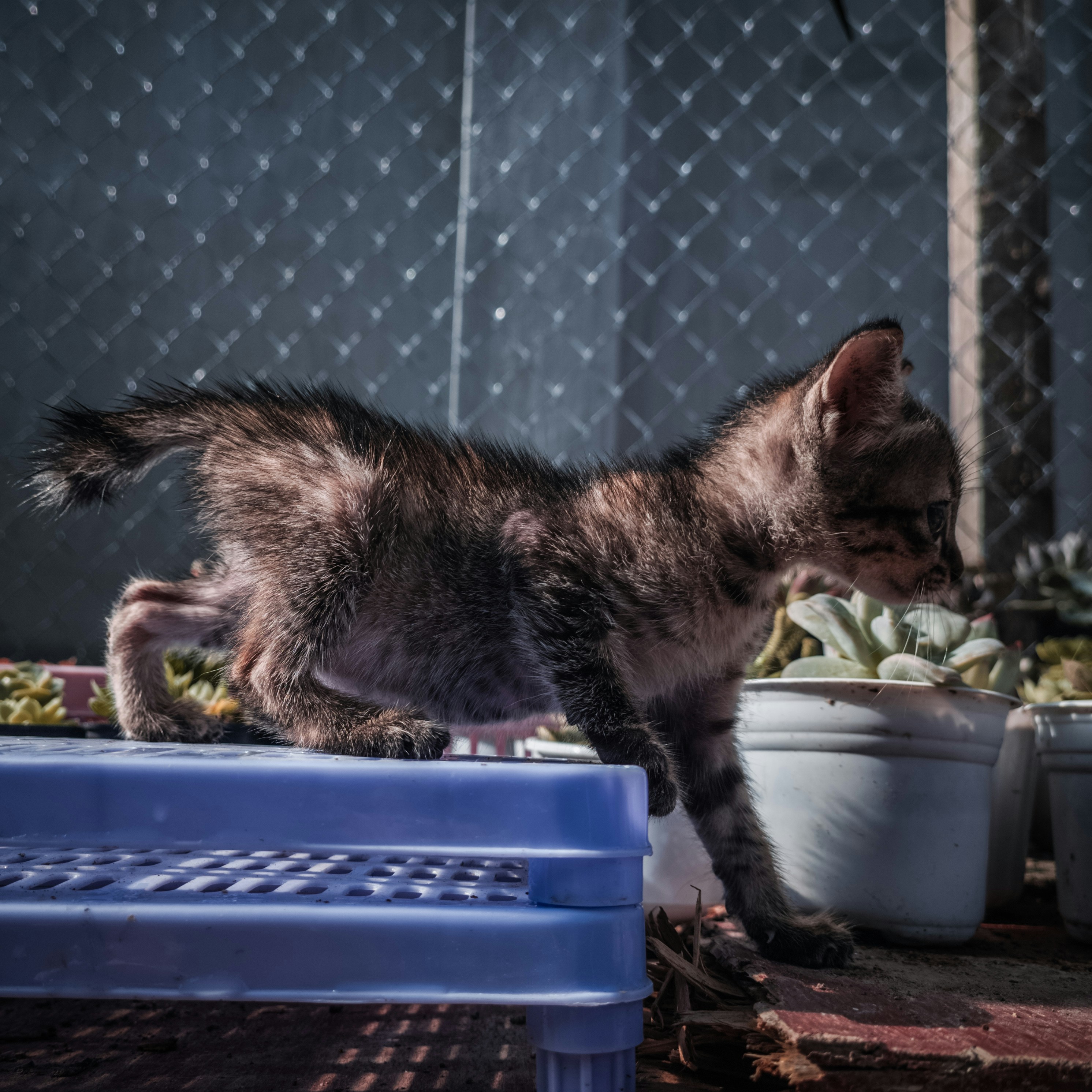 Terrace Trek: A Curious Kitten Navigates Light and Shade
