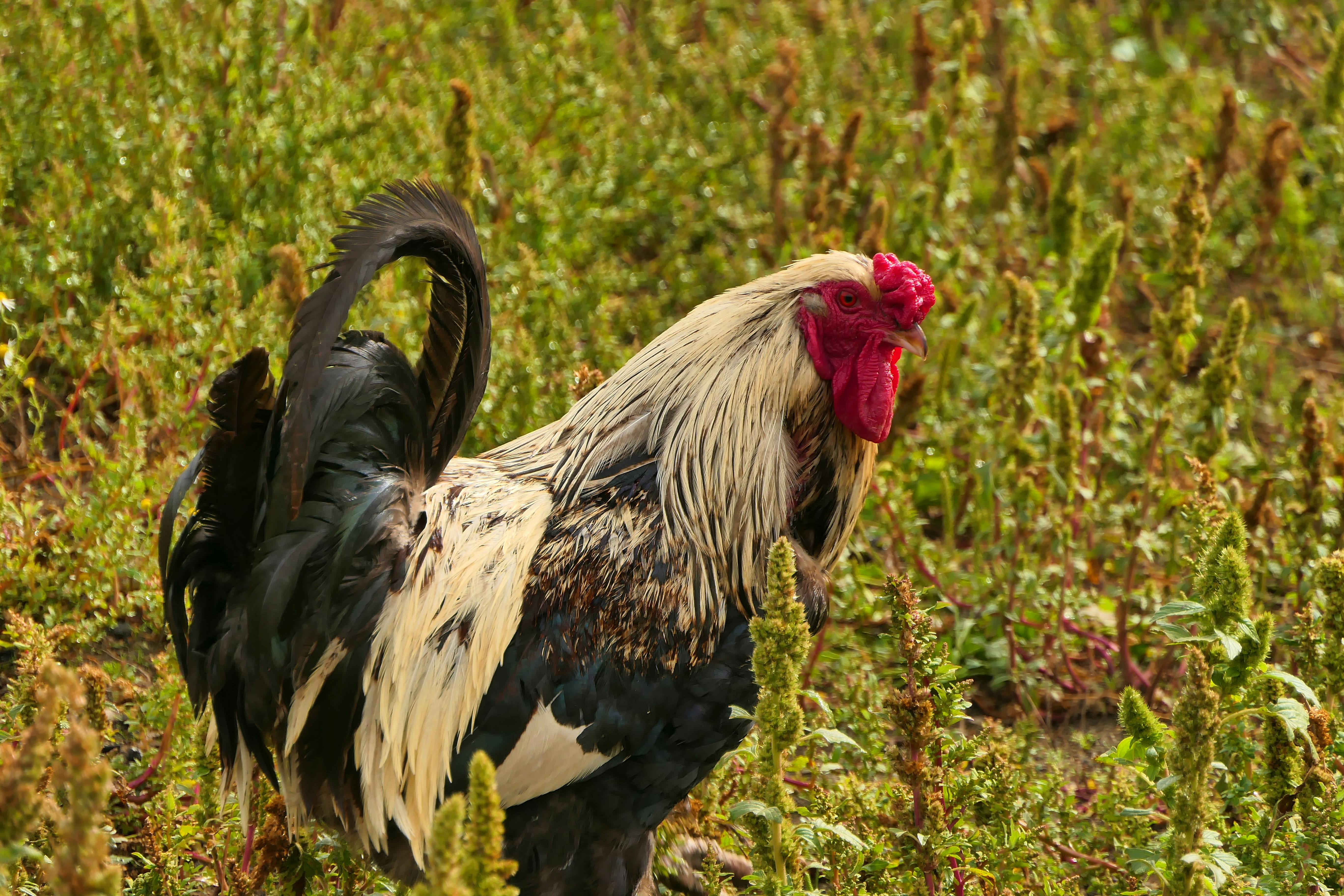 Kogut w gospodarstwie rolnym 
