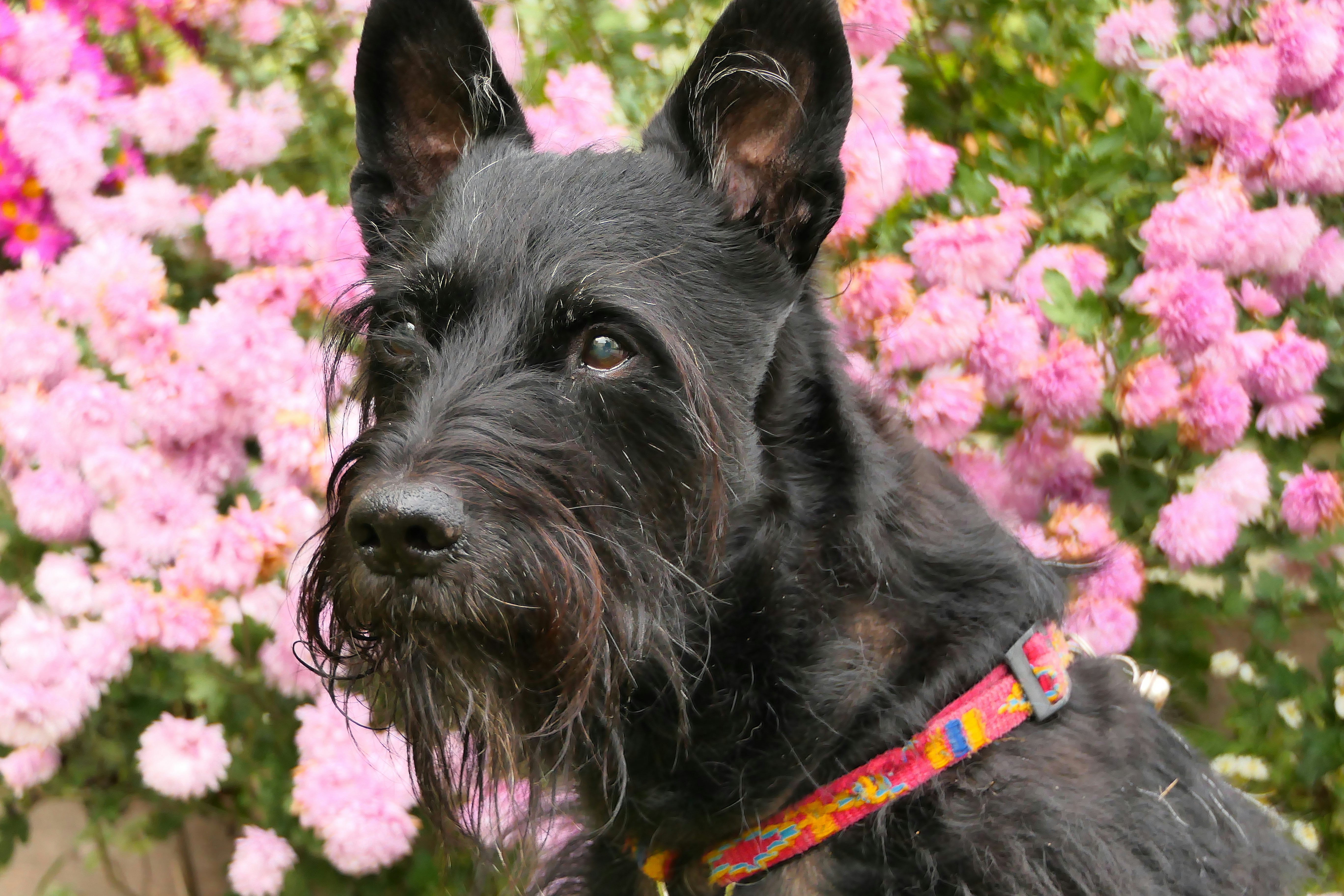 Un chien devant des fleurs roses photo – Photo Grudziądz Gratuite sur ...