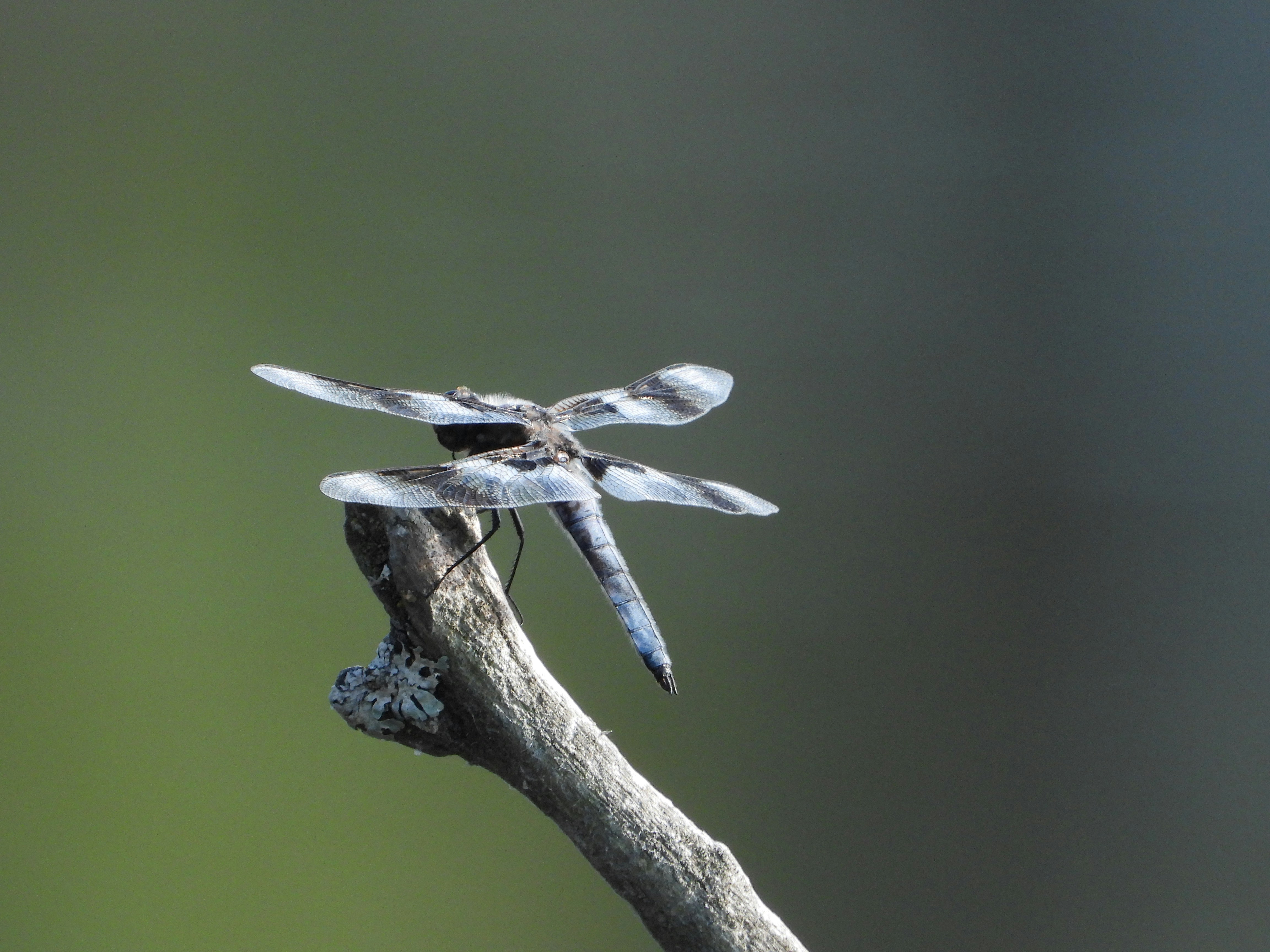 Dragonfly resting on a weathered branch, showcasing intricate wing patterns against a softly blurred green background.