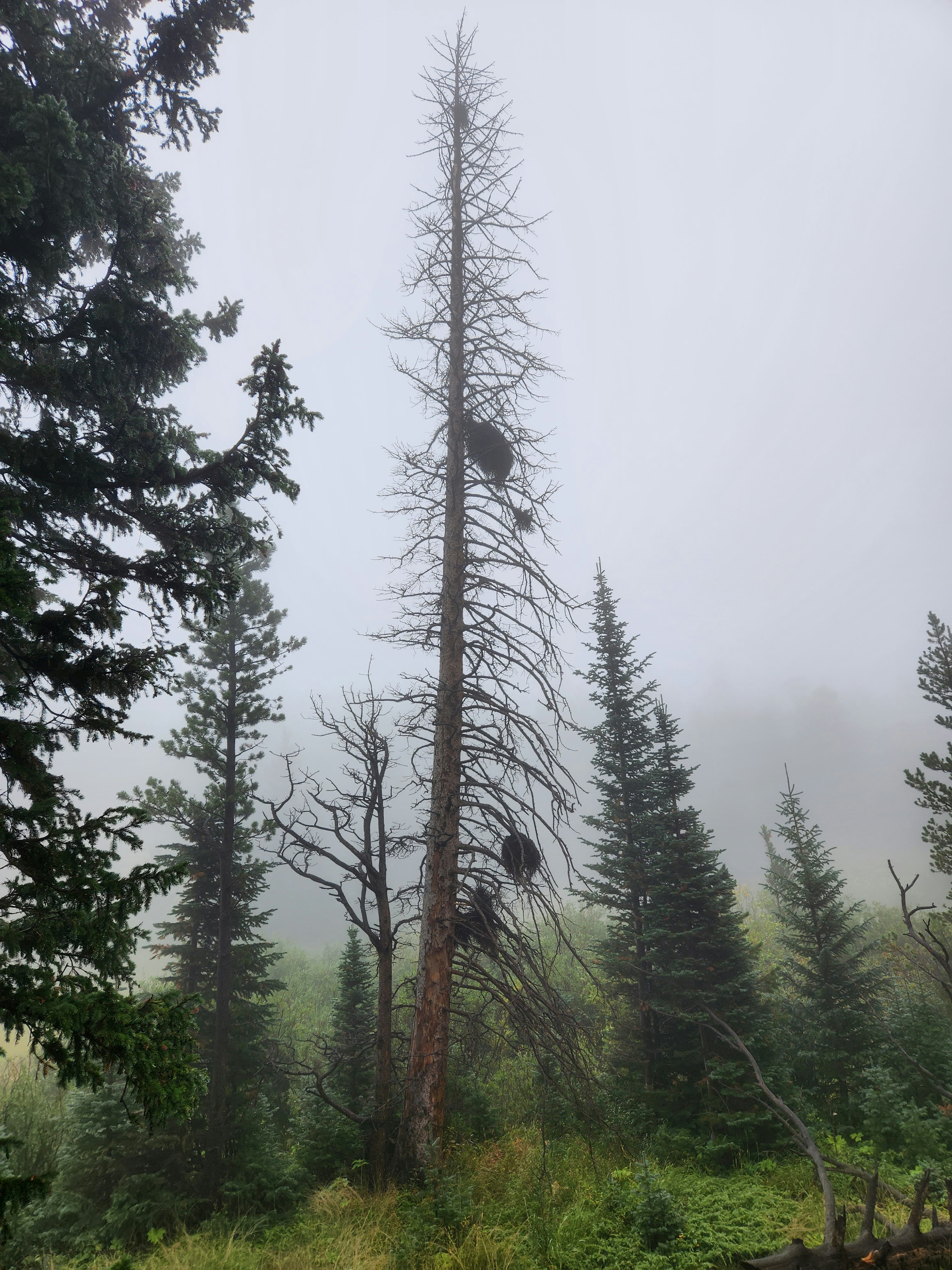 Silent Sentinel: A Pair of Dead Pines Reaching Through the Mist