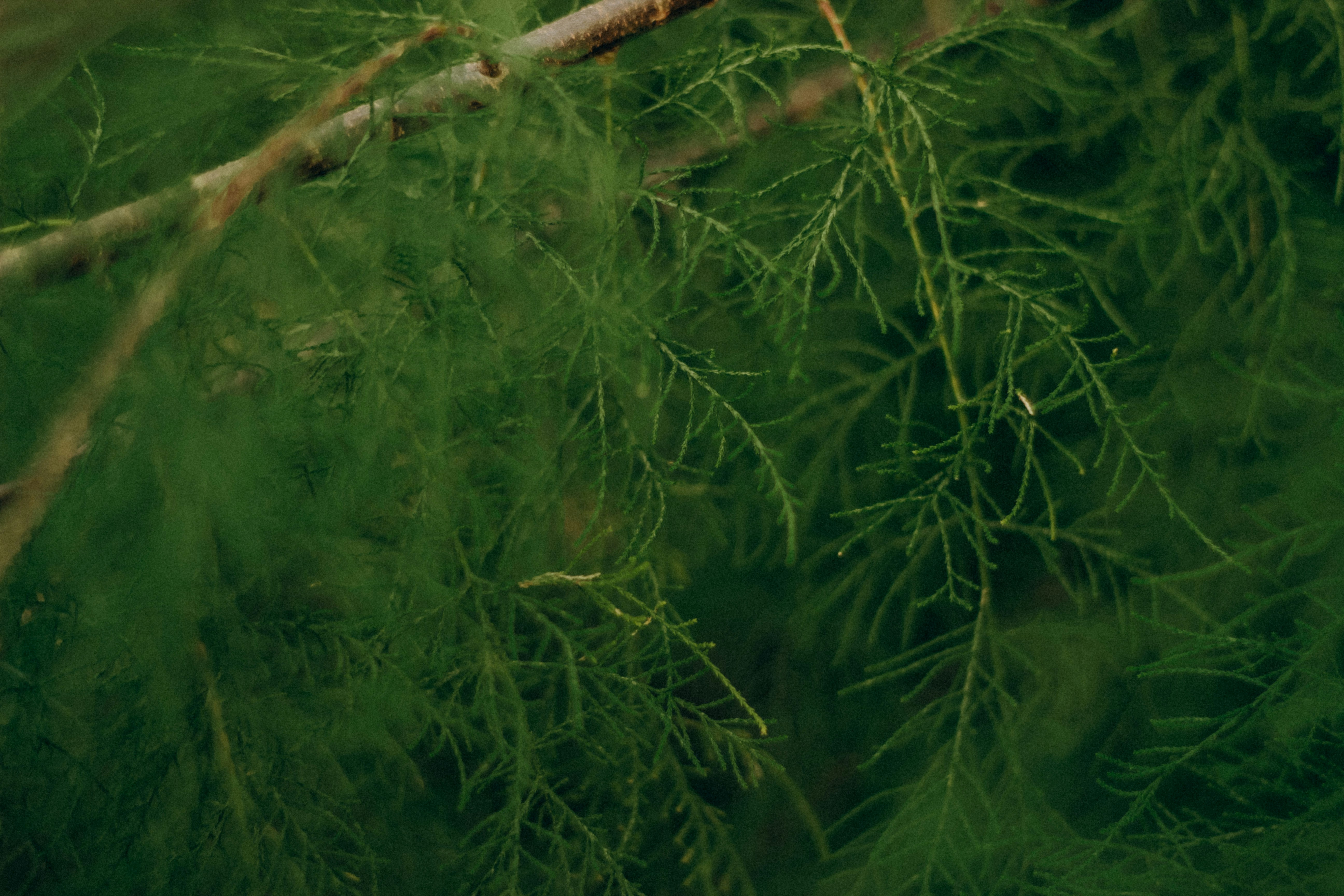 Emerald Veil: Close-Up of Submerged Seaweed in Quiet Green Depths