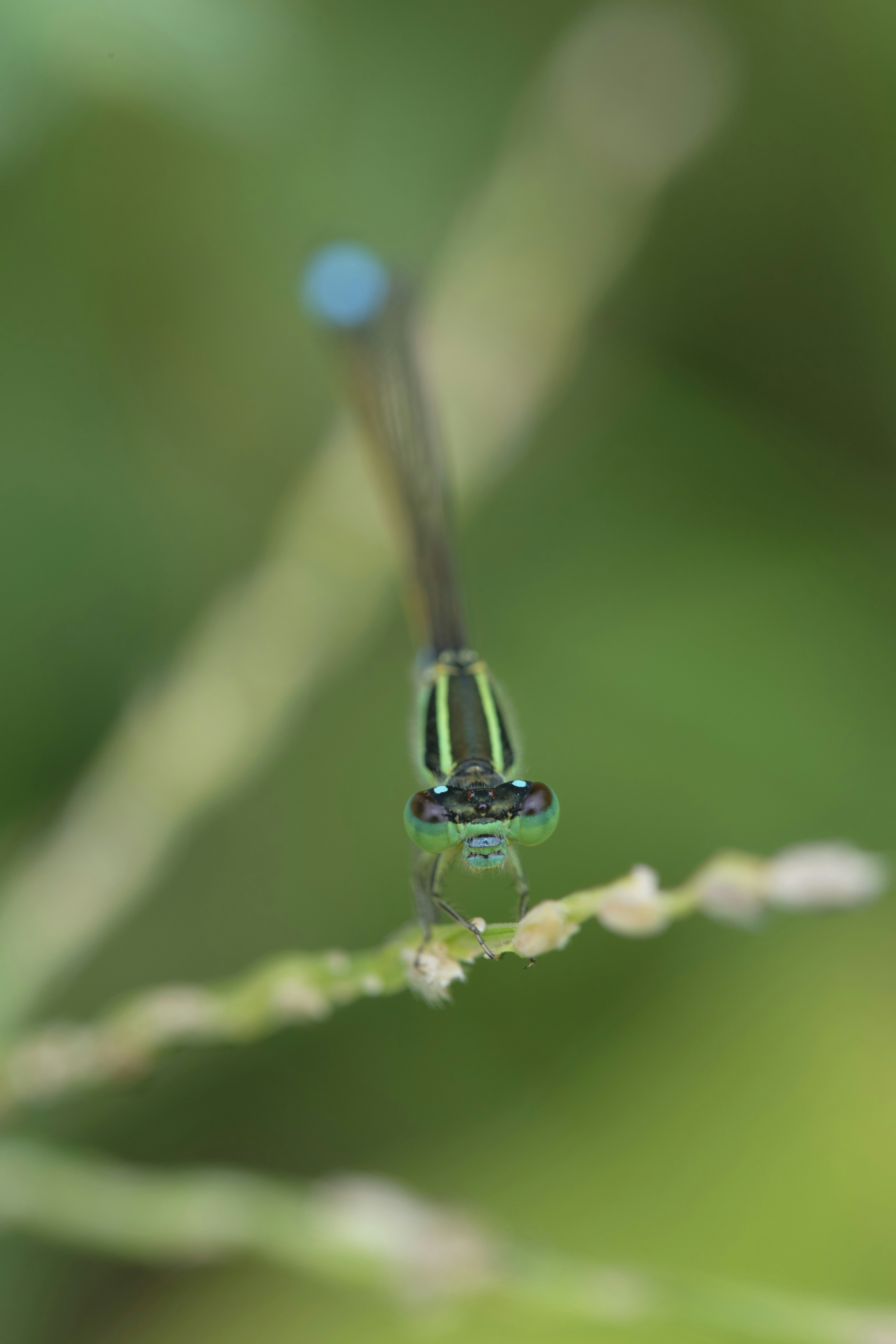 Um close up de um bug foto – Imagem grátis sobre Inseto na Unsplash