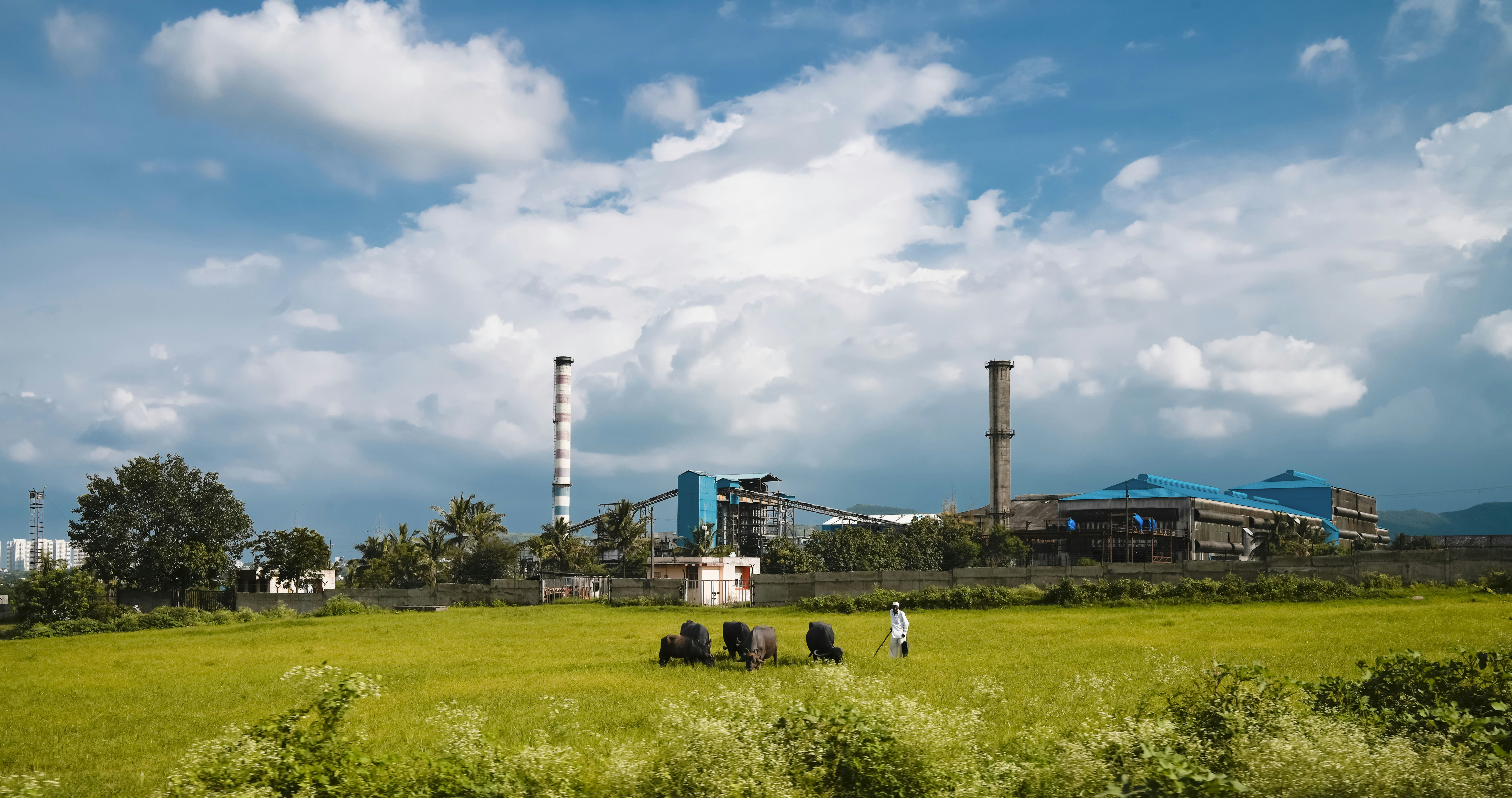 Un champ d’herbe avec une usine en arrière-plan photo – Photo Usine Gratuite sur Unsplash