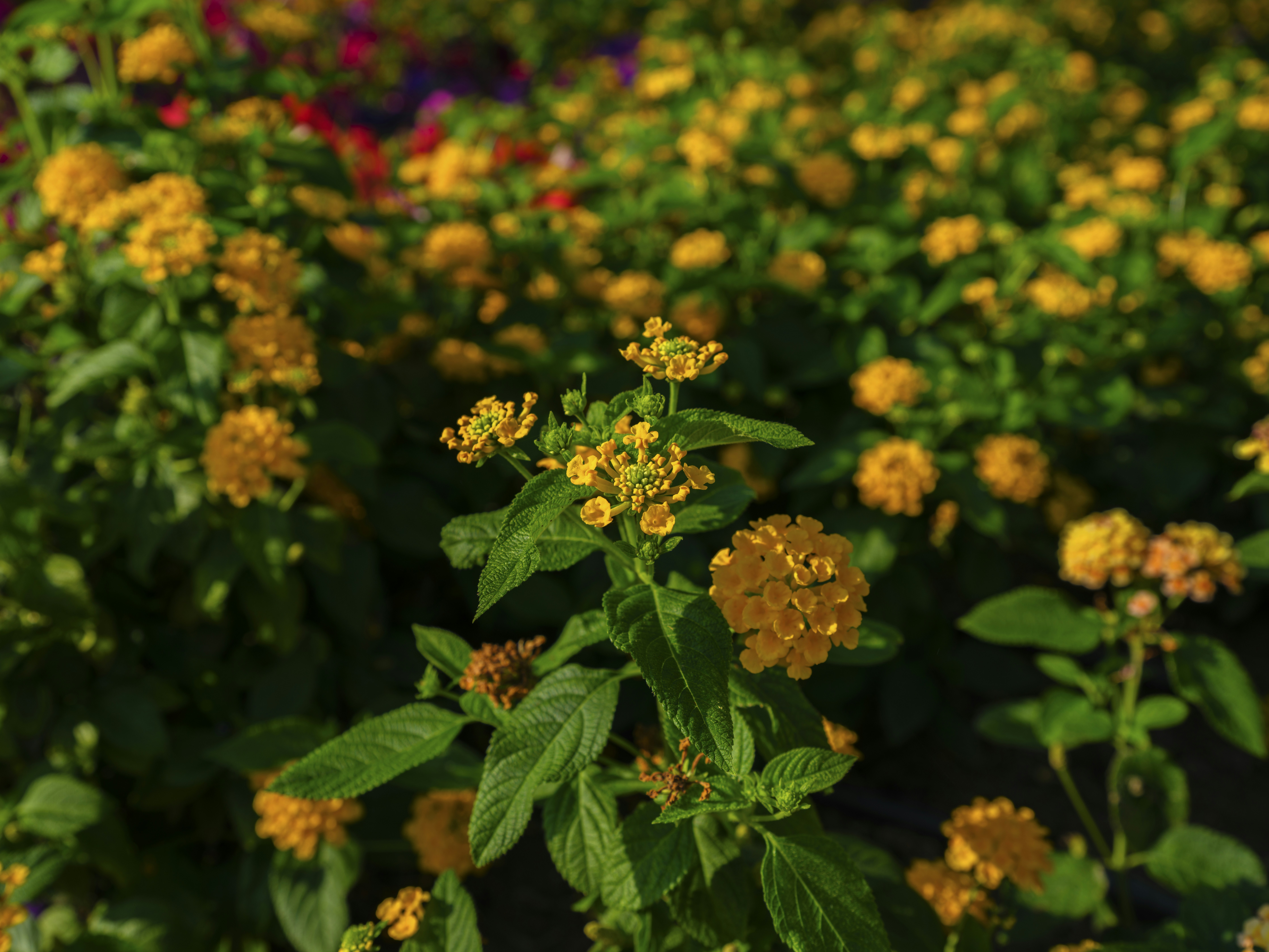 Amber Lantana Clusters in Verdant Quiet