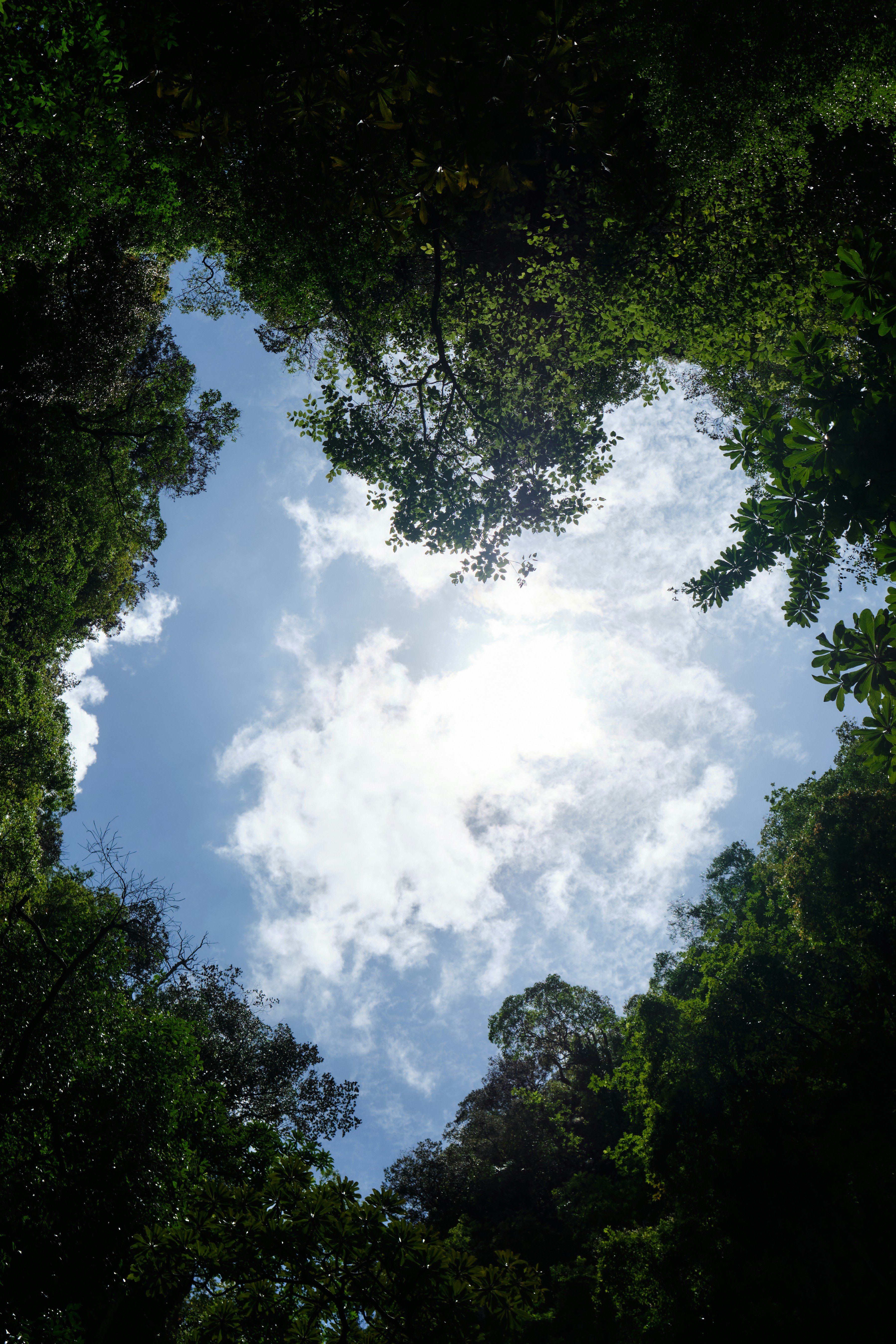 A view of the sky through trees photo – Free Hong island Image on Unsplash