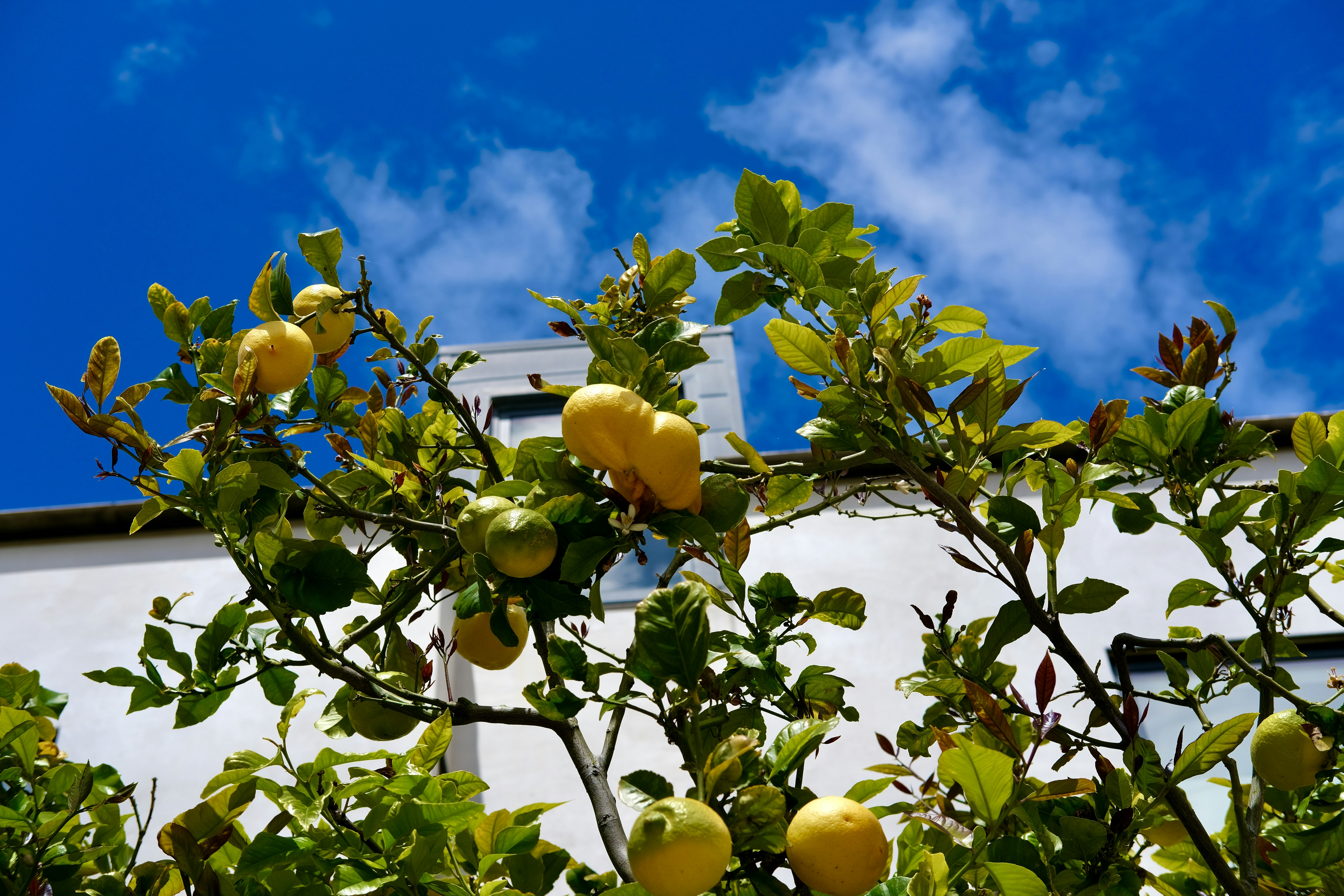 a tree with yellow fruits
