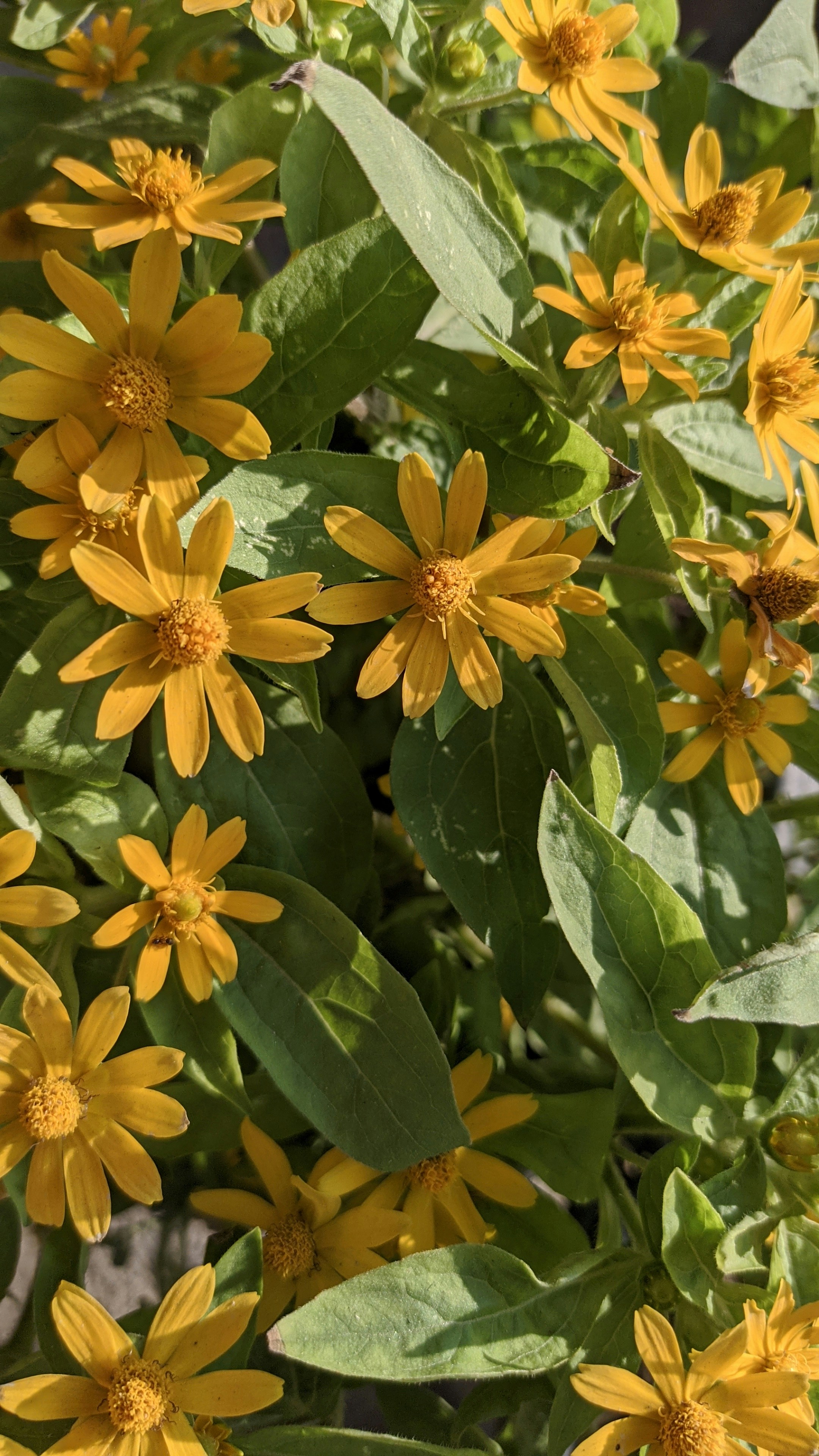 Foto Un grupo de flores amarillas – Imagen Java Central gratis en Unsplash