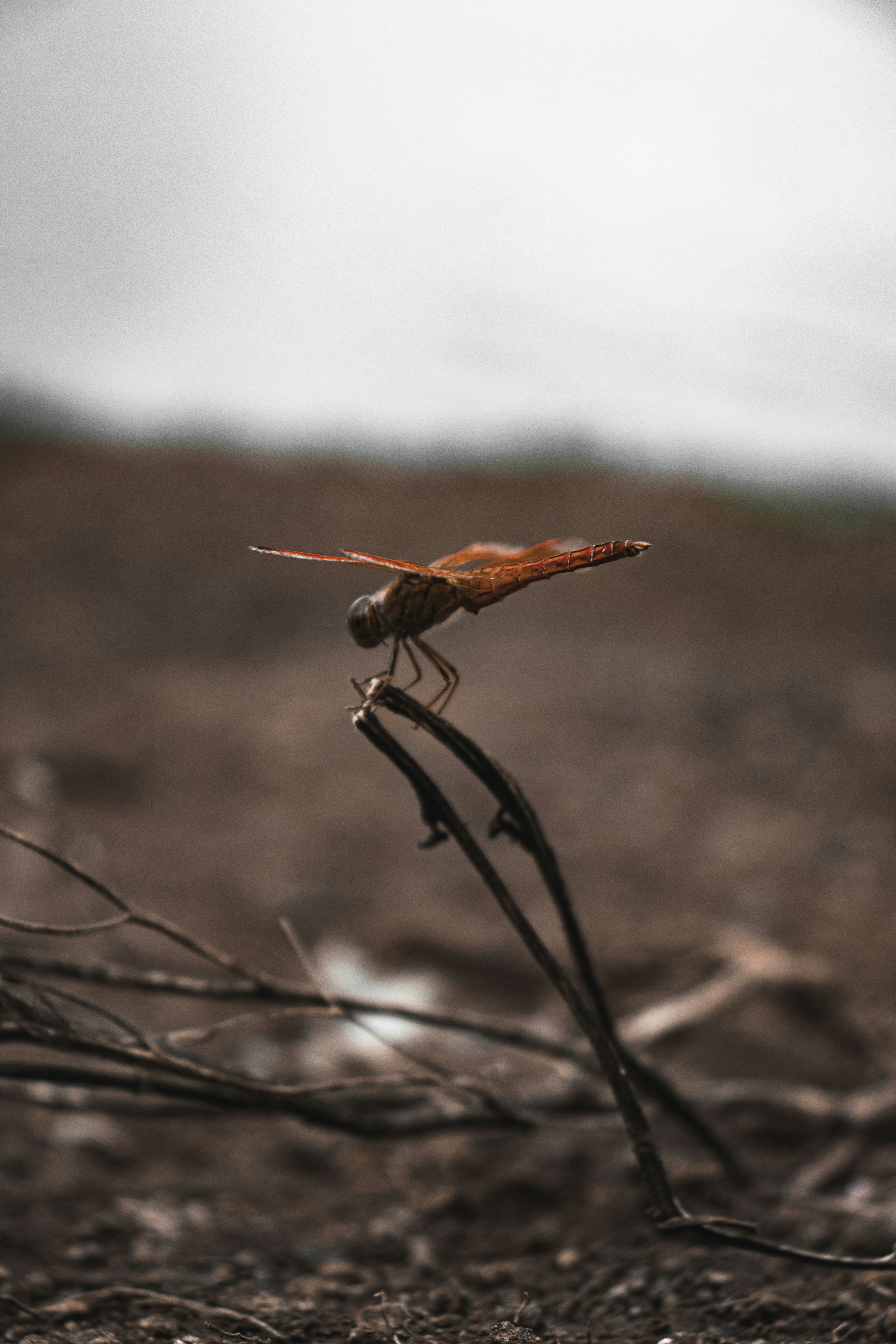 Ember-winged Dragonfly Perched on a Slim Twig in a Desolate Field