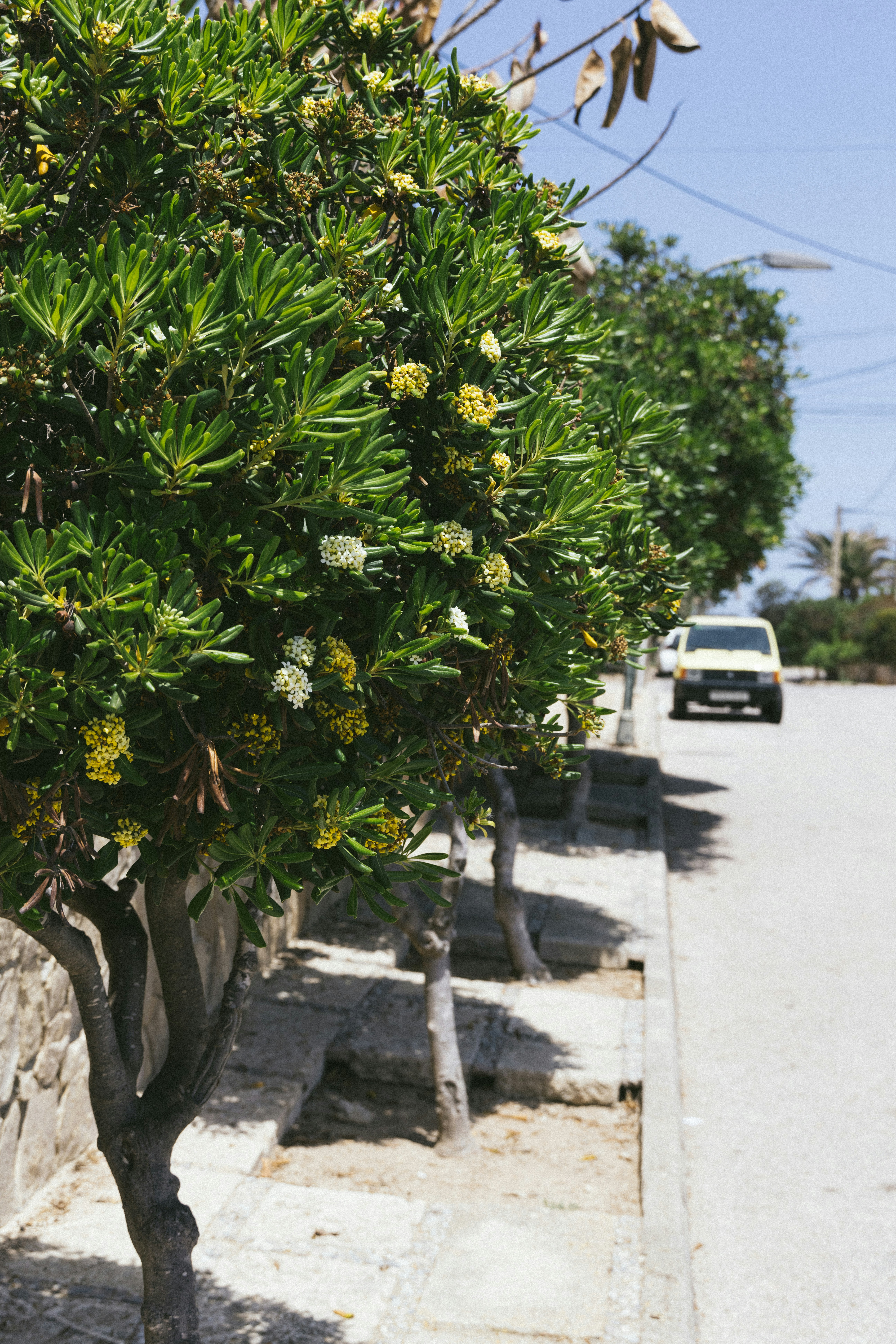 Sunlit Hedge Boulevard: A Quiet Street’s Verdant Edge