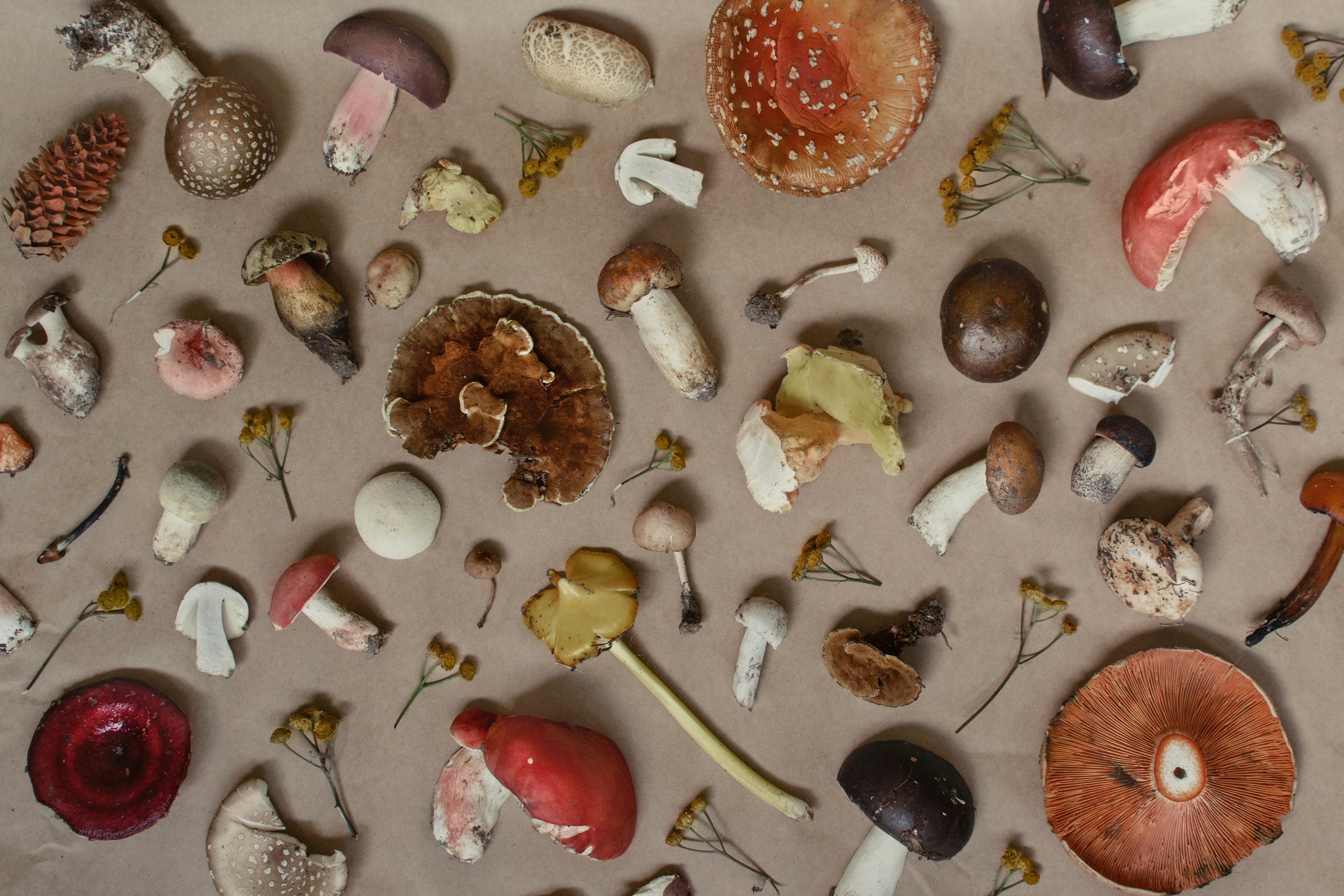 A variety of sea shells photo – Free Mushrooms Image on Unsplash