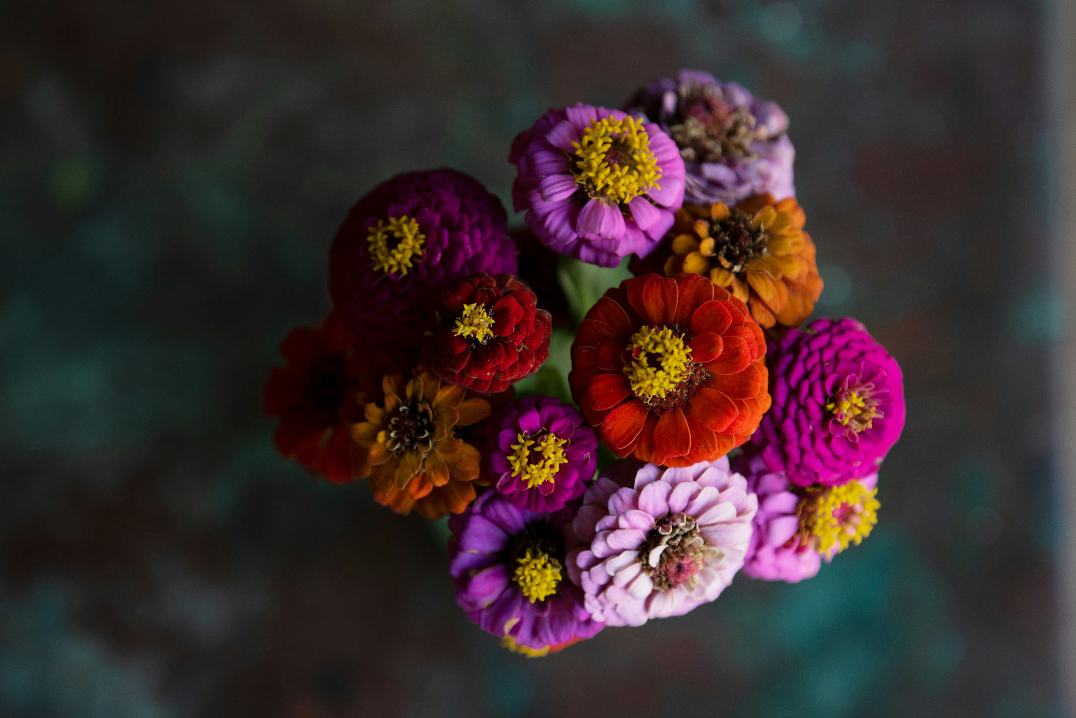 A group of flowers photo – Free Plant Image on Unsplash