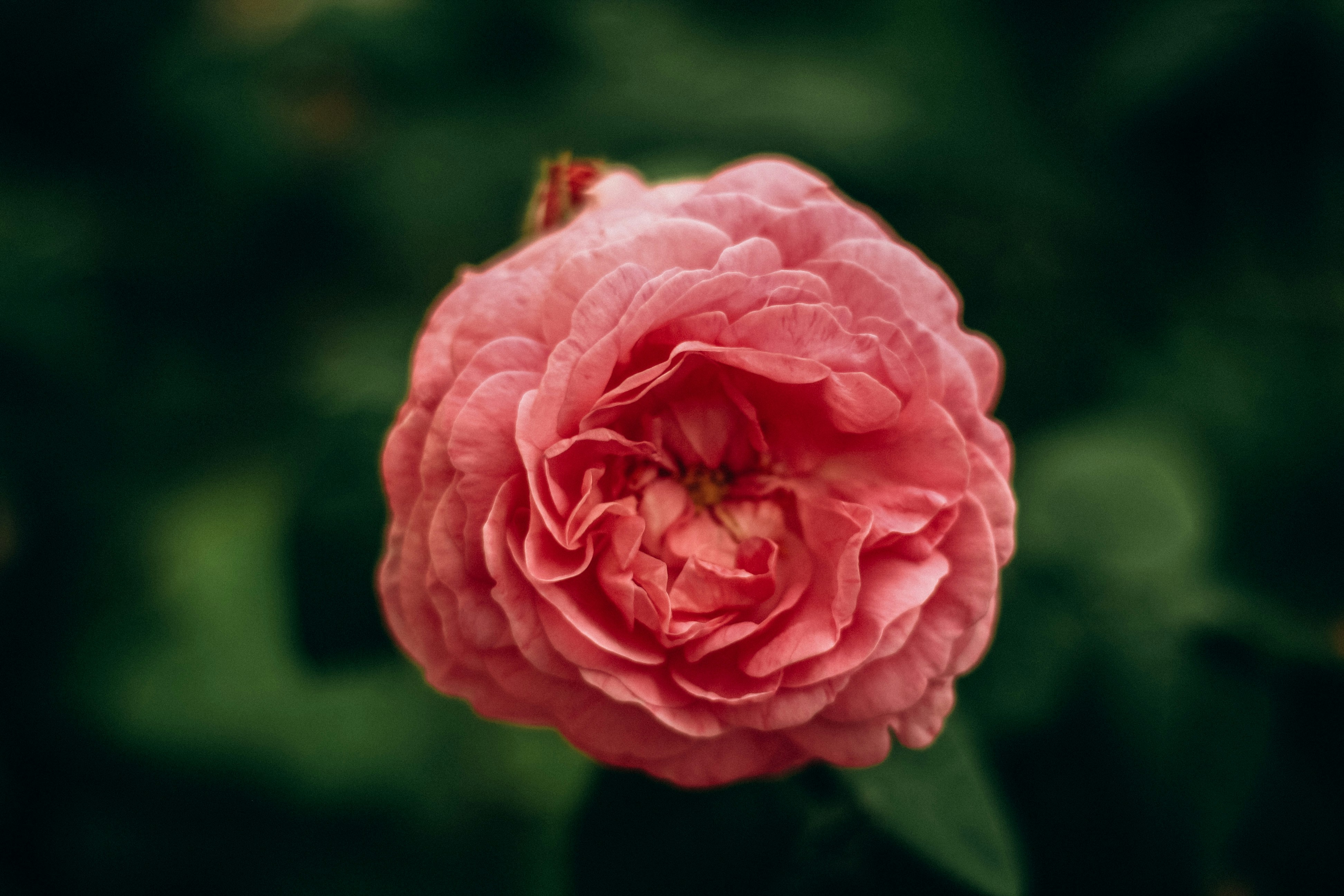 Nahaufnahme einer Blume Foto – Kostenloses Bild zum Thema Rose auf Unsplash