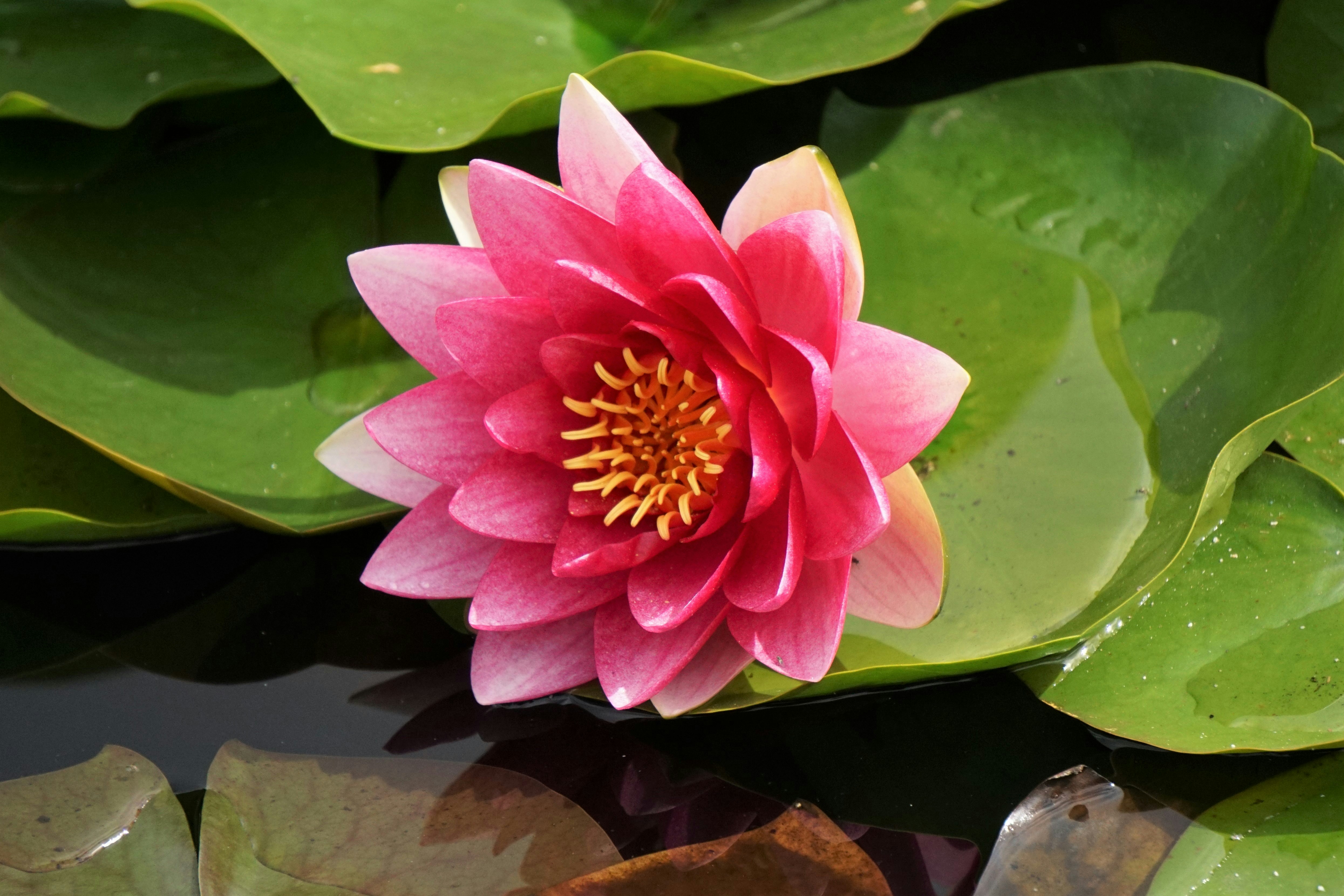 Lily Pond Pictures | Download Free Images on Unsplash