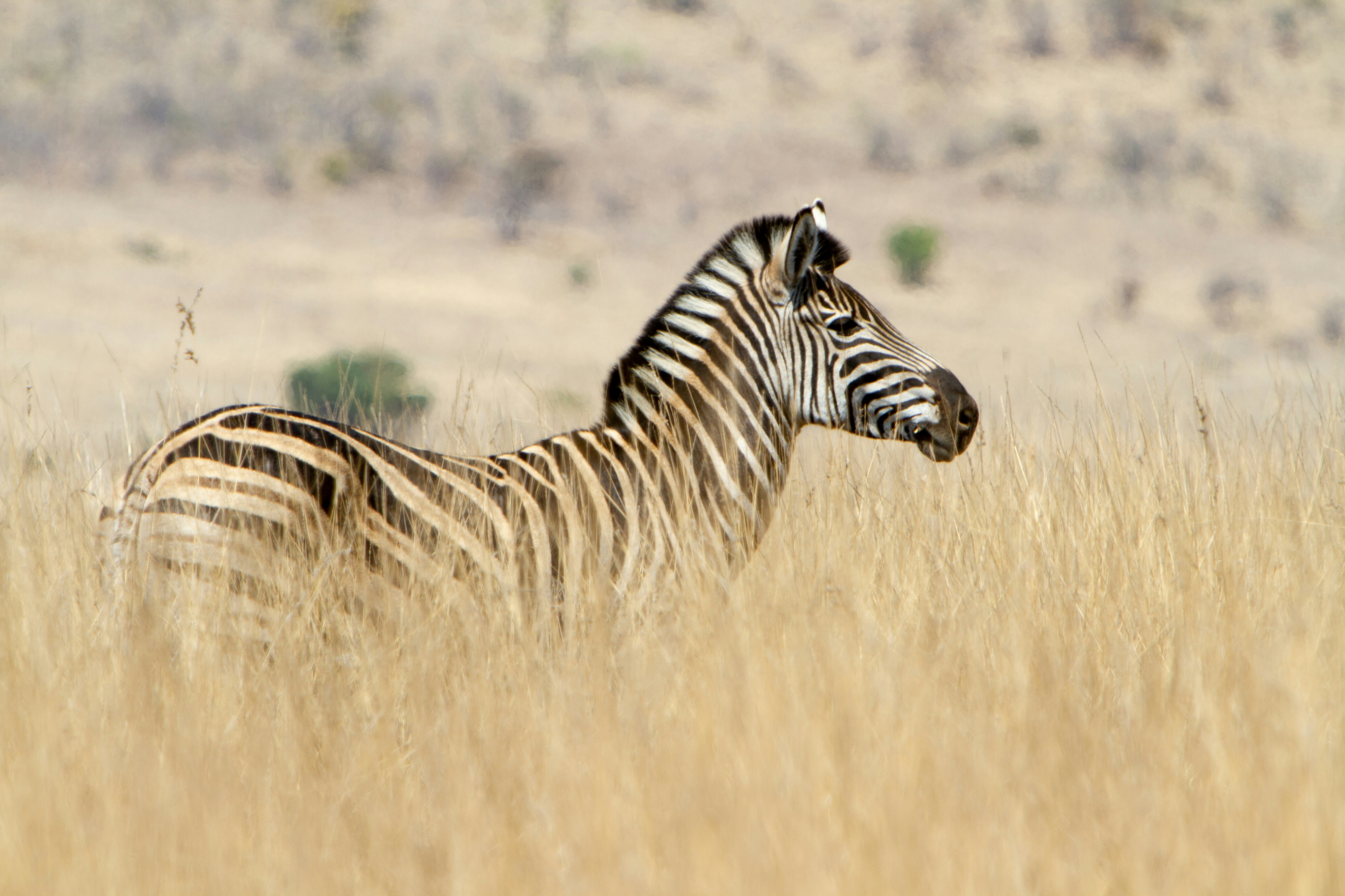 Stripes in the Golden Grass: A Zebra's Quiet Crossing