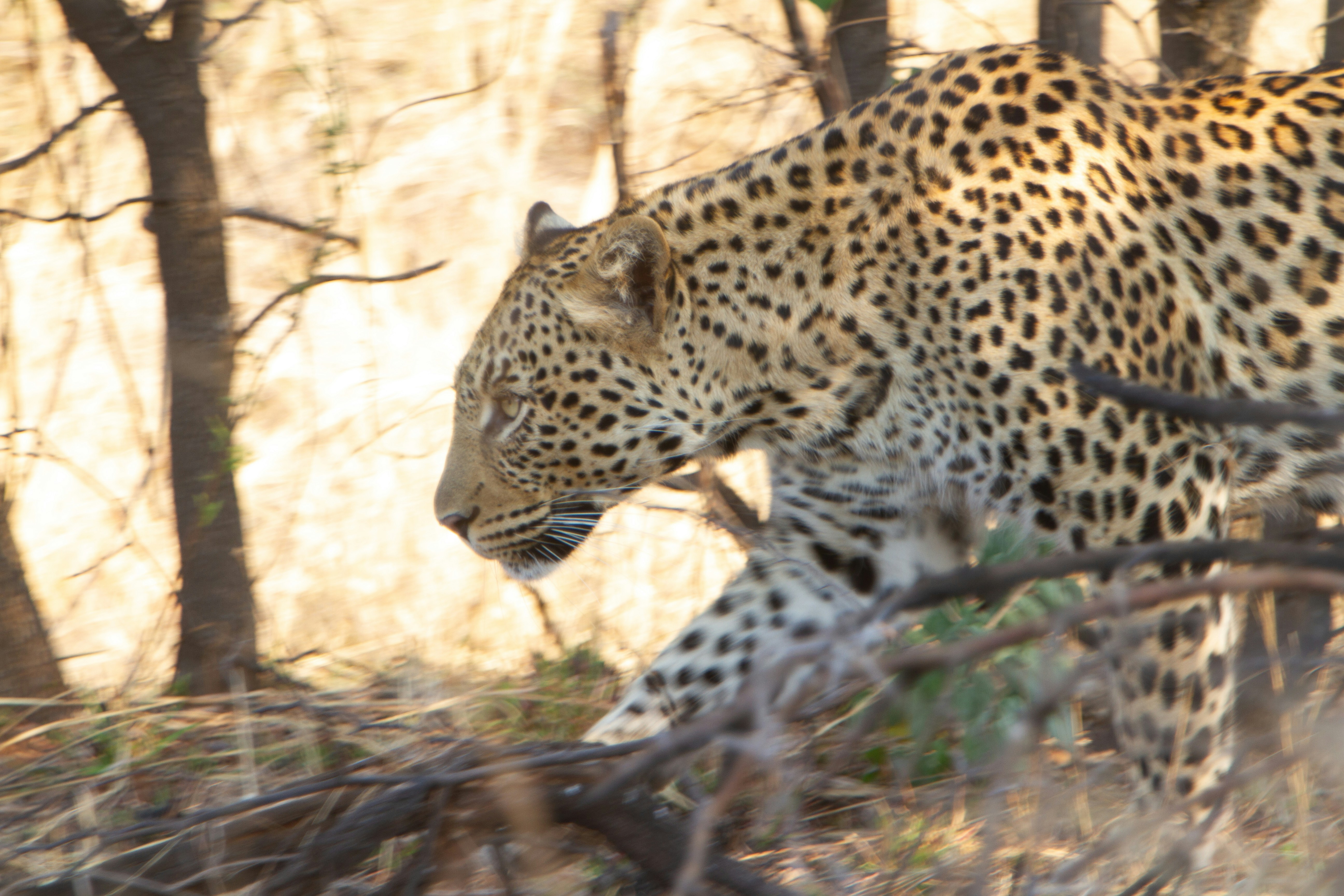 Leopard in a Sunlit Corridor