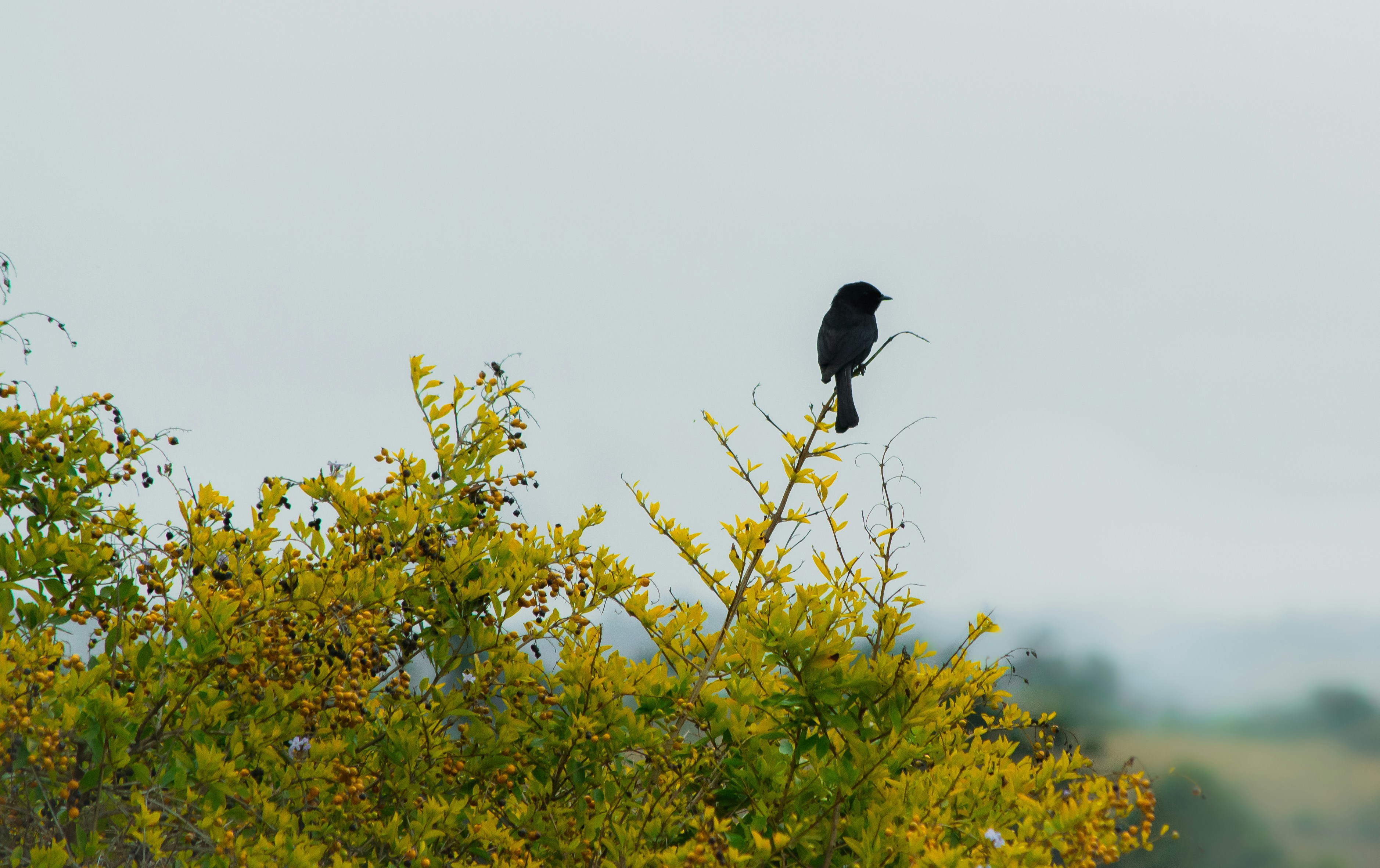 Perched Sentinel: A Black Bird Framed Above Yellow Sprigs