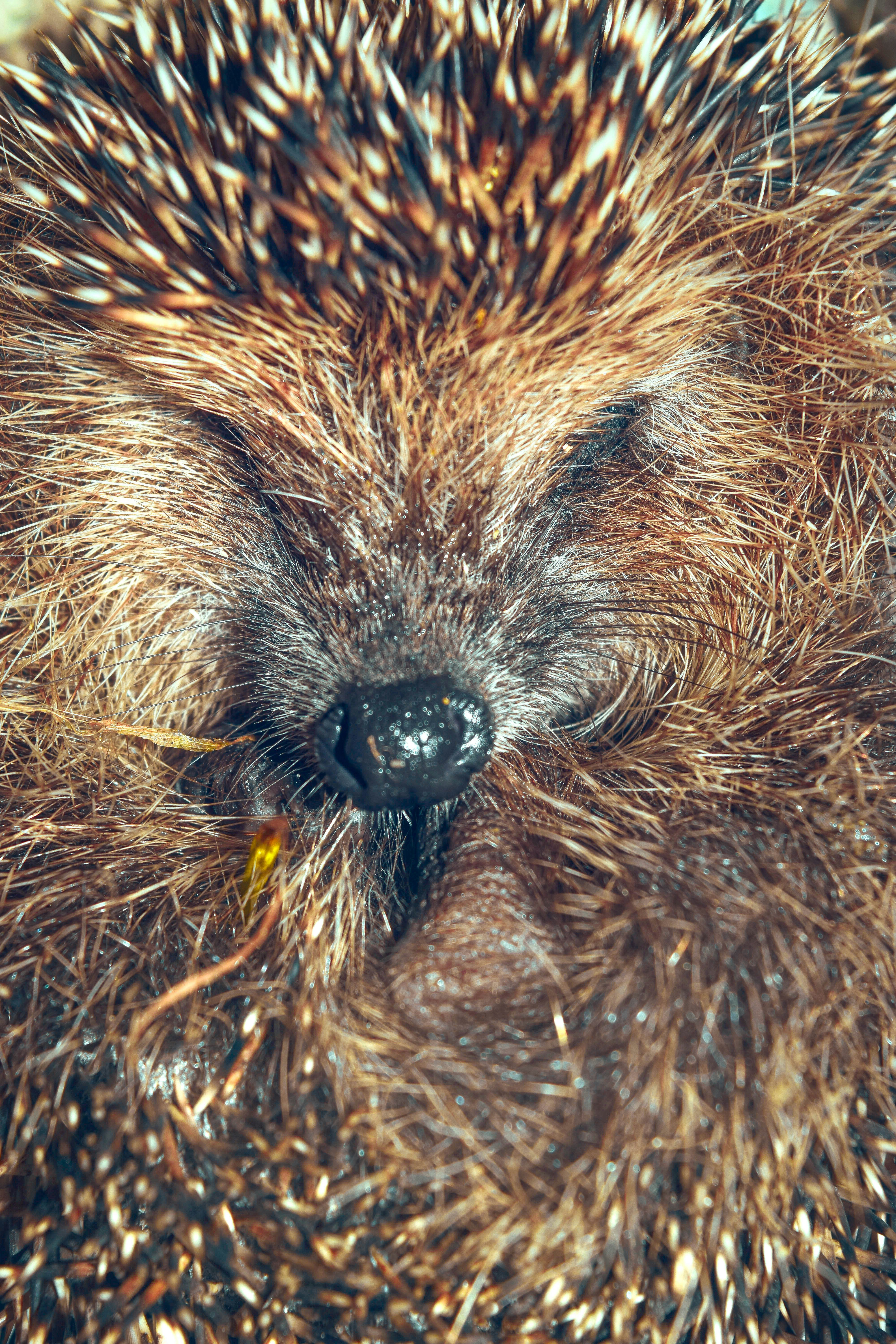 Photo session of animals.Portrait of a hedgehog.