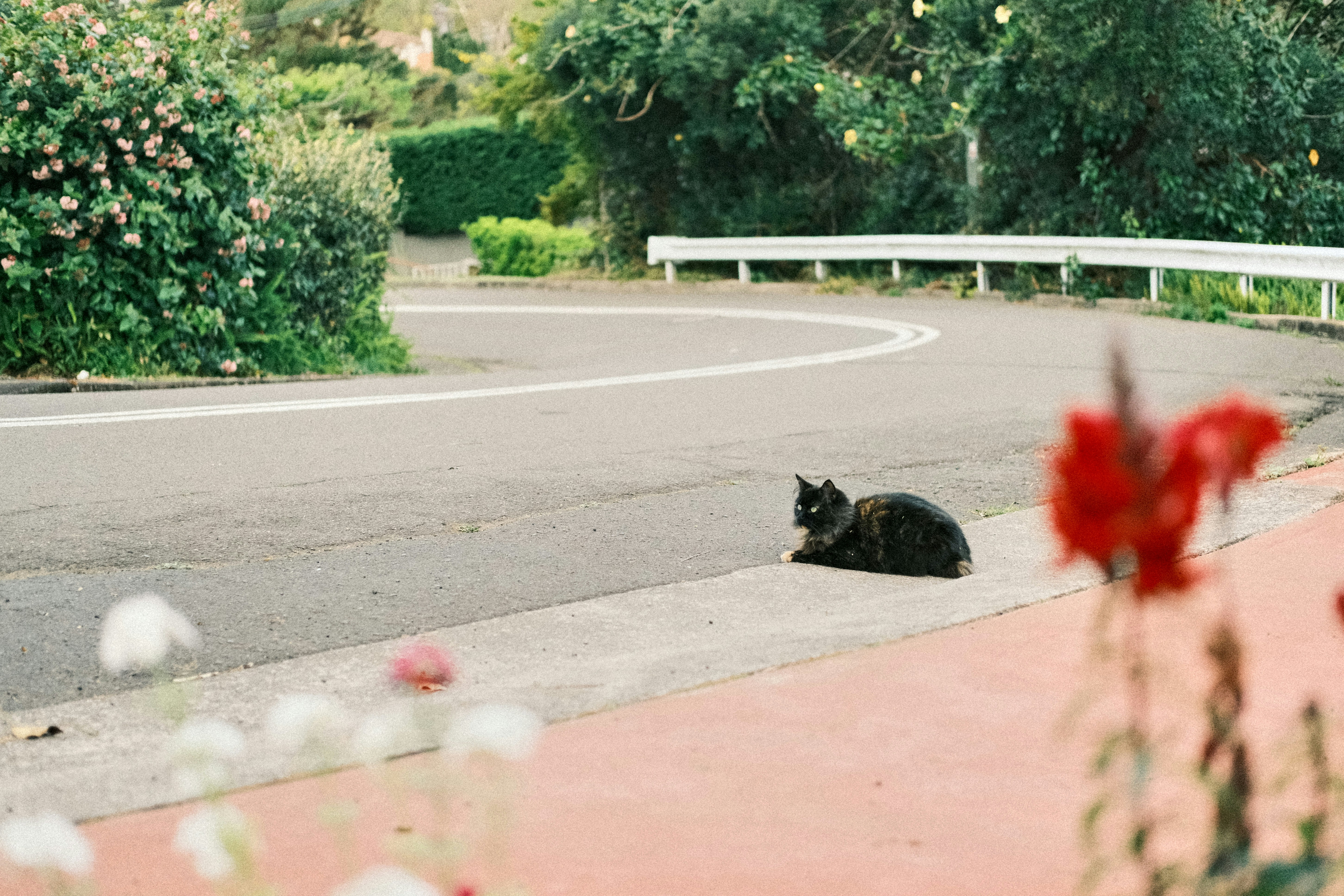 Curve-Side Pause: A Black Cat Resting on a Suburban Bend