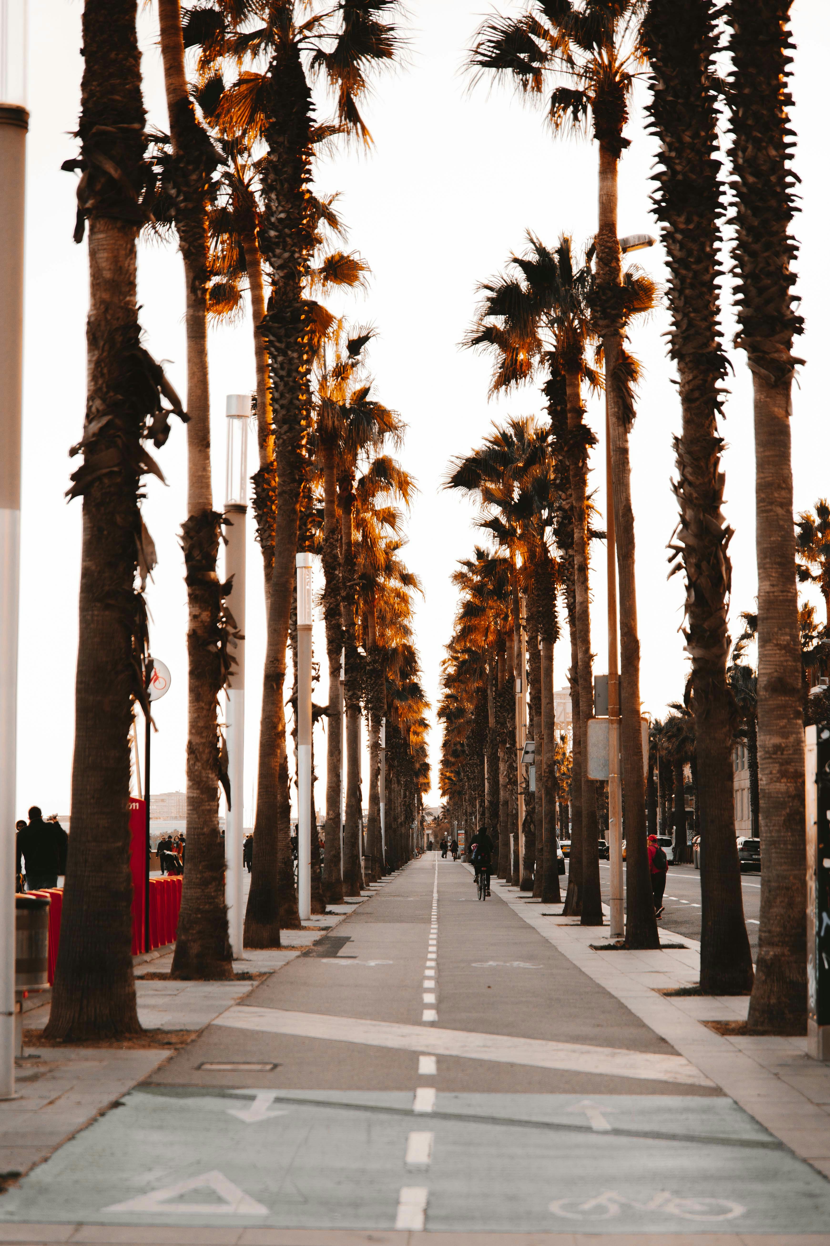 A serene palm-lined walkway bathed in warm light, leading toward the horizon with pedestrians and cyclists enjoying the space.