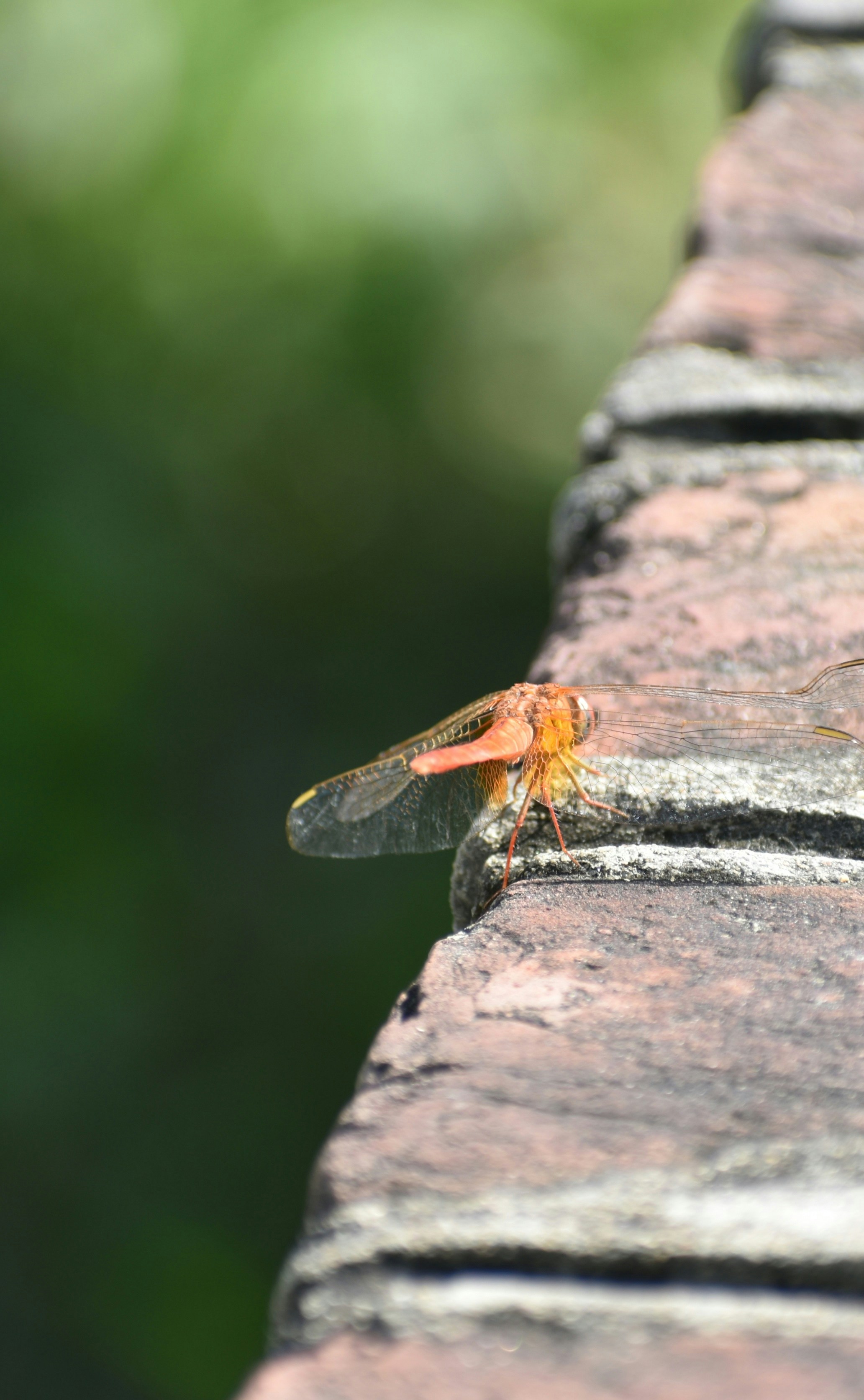 Sunlit Orange Dragonfly Perched on a Weathered Brick Edge