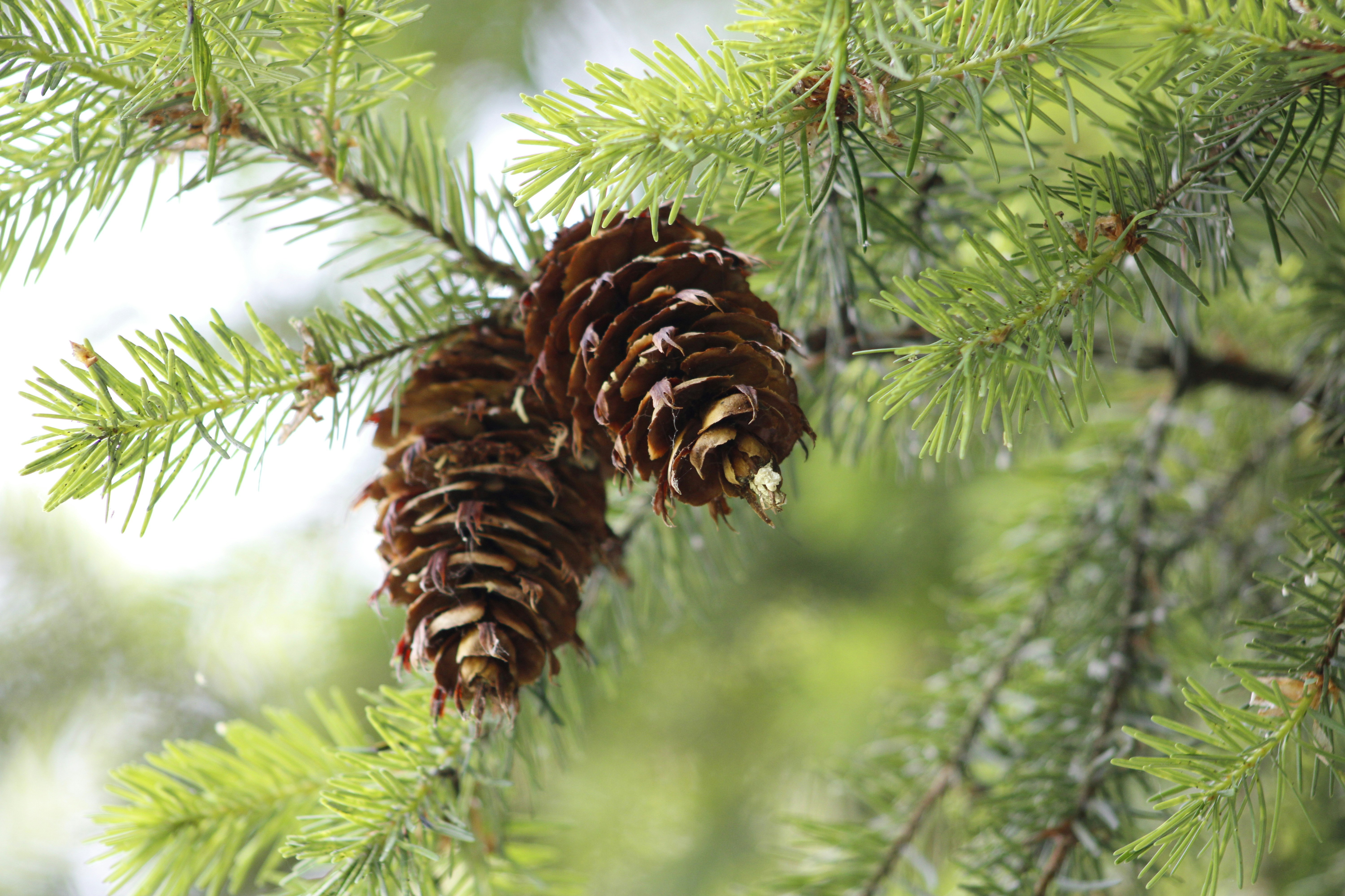 Une pomme de pin d’un arbre photo – Photo Rue des Grottes Gratuite sur ...