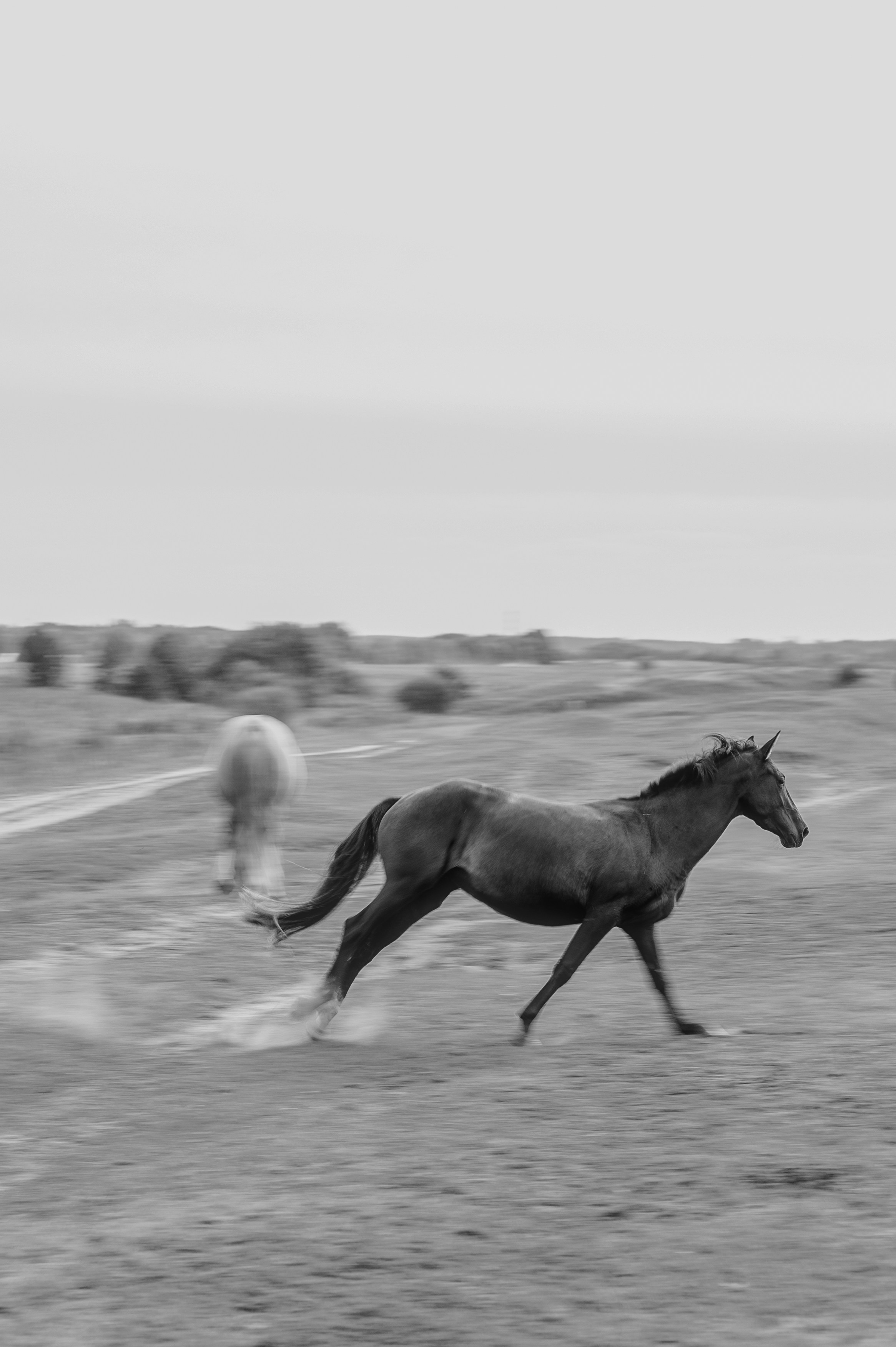 A black horse gallops across an open field, captured in motion with a blurred background, emphasizing its speed and elegance.