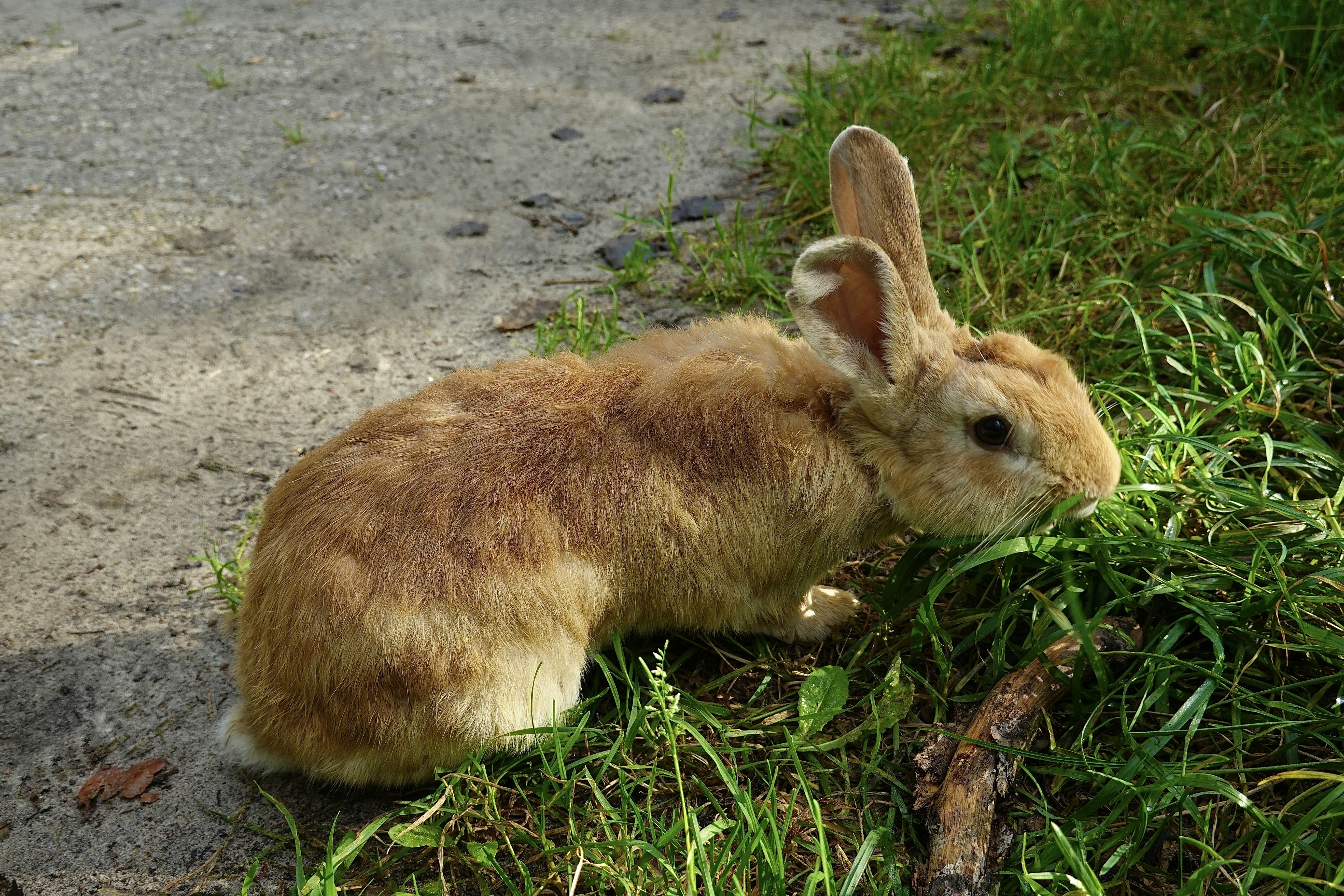 Rabbit