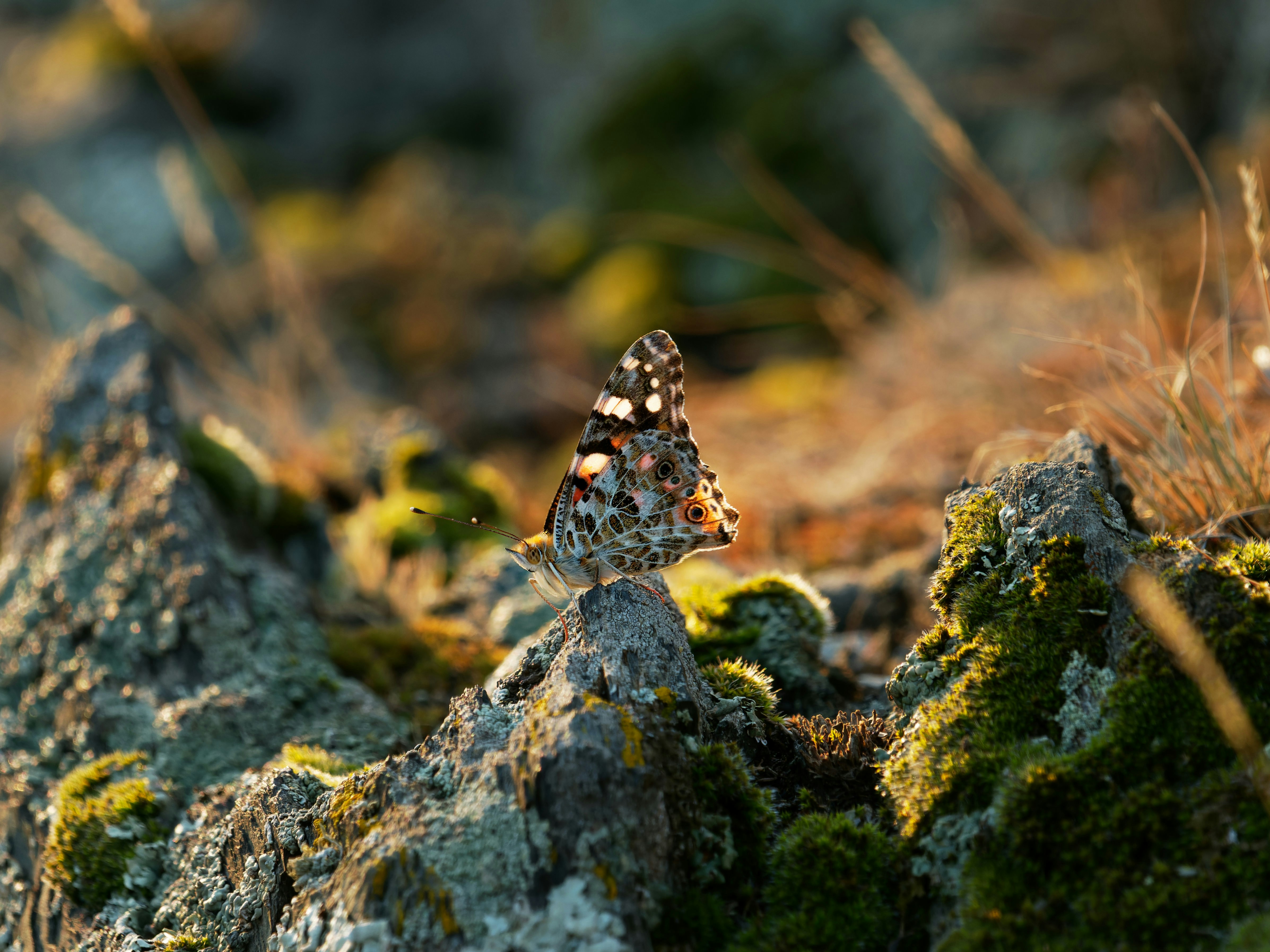 A Painted Lady butterfly perched on a moss-covered rock, illuminated by soft sunlight. The intricate patterns on its wings showcase nature's artistry.