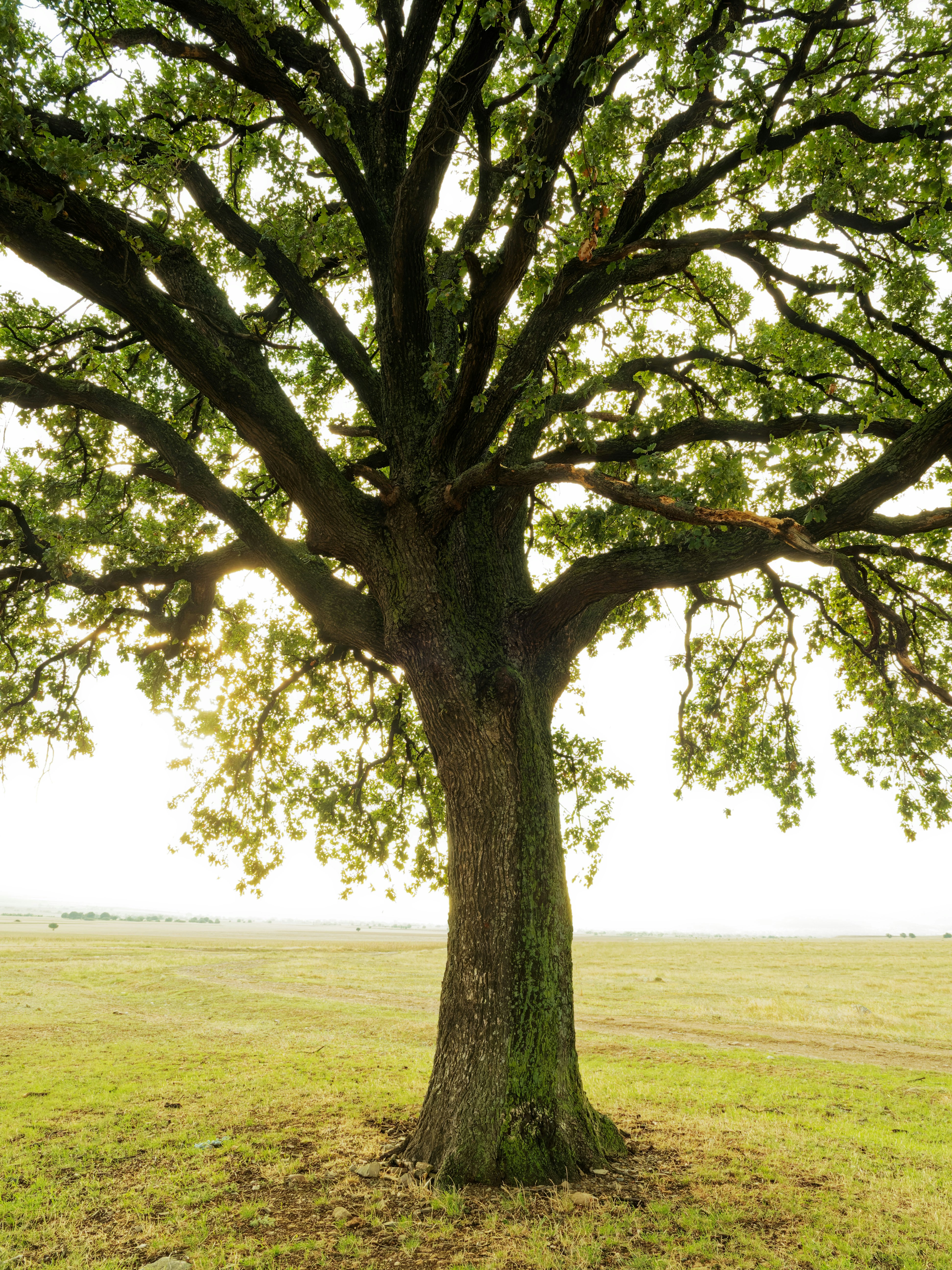 A large oak tree stands alone in an open field, its sprawling branches reaching out towards the sky, bathed in soft, golden light.