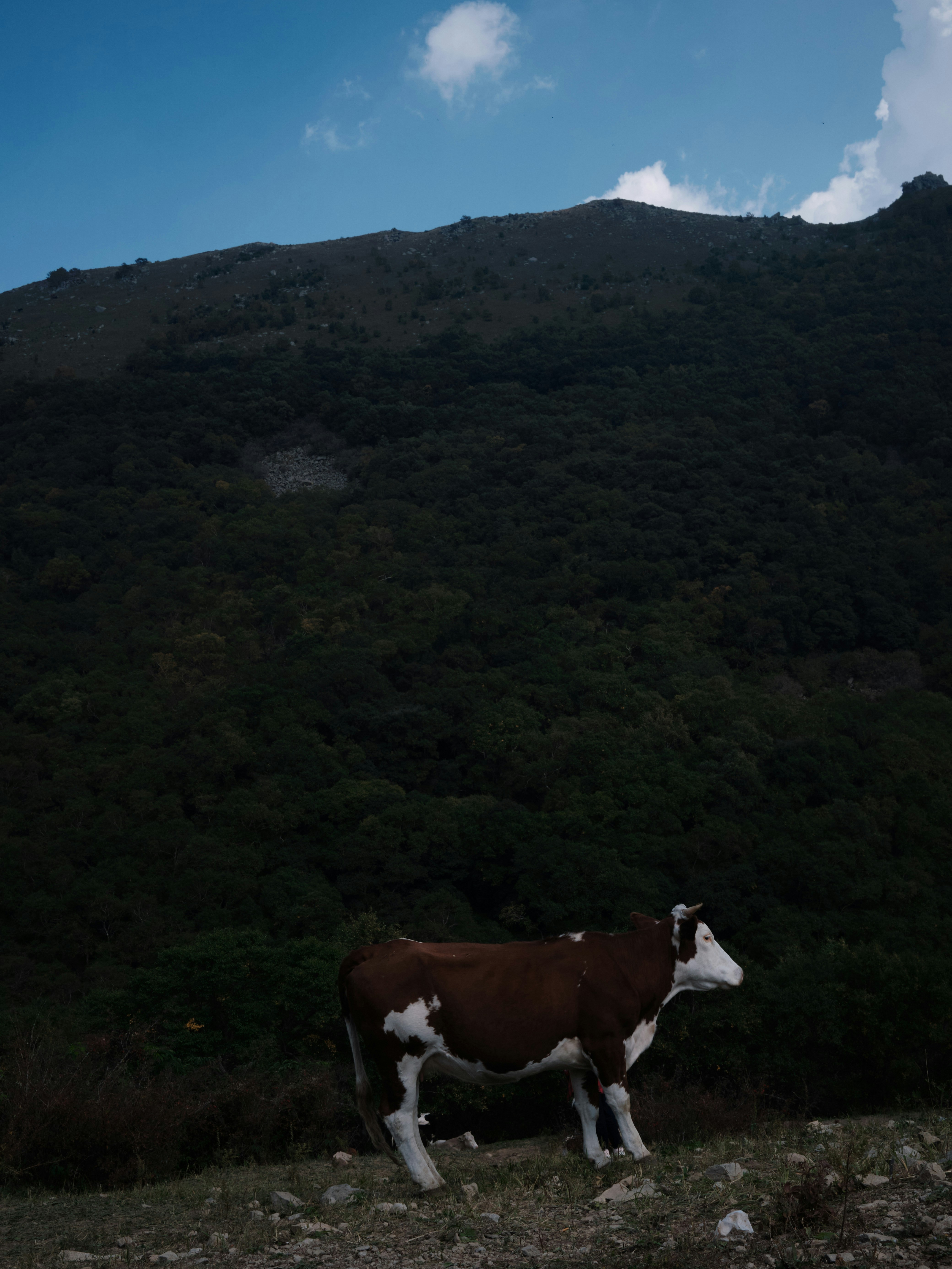 Grazing at the Edge: A Lone Cow on a Forested Mountain Slope