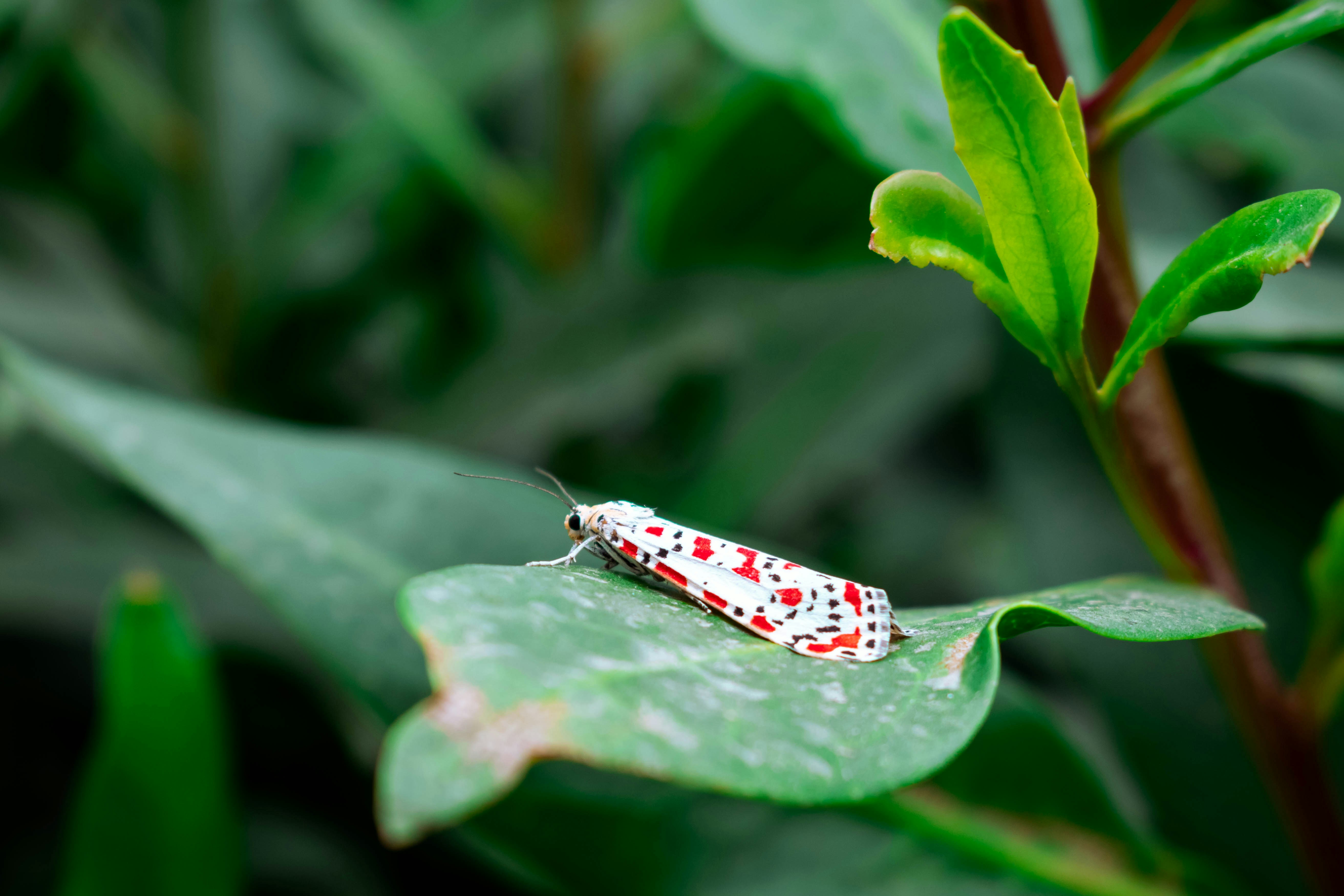 White Moth with Crimson Spots on a Verdant Leaf