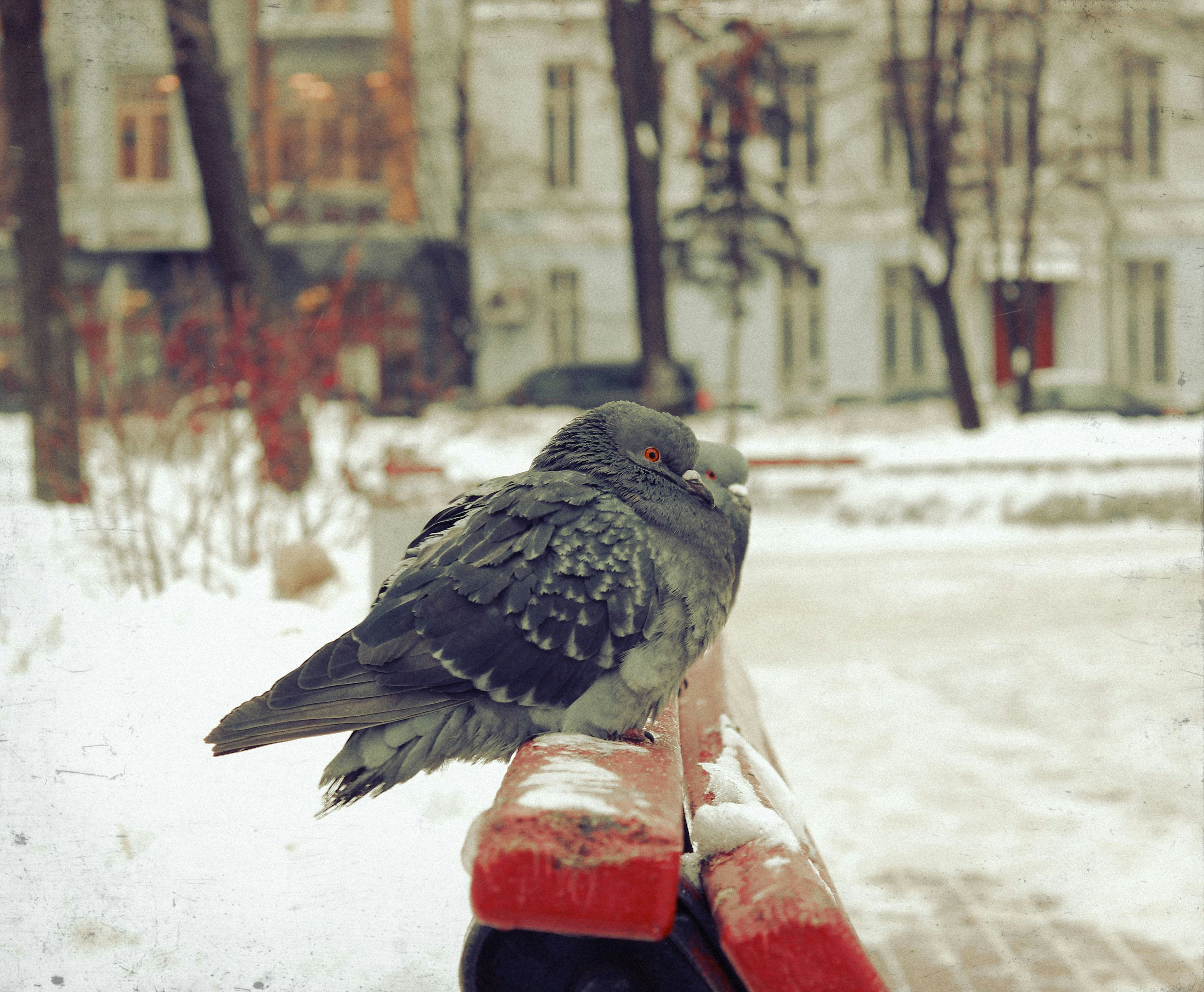 Pigeon on a Snowy Red Bench in a Quiet City Park