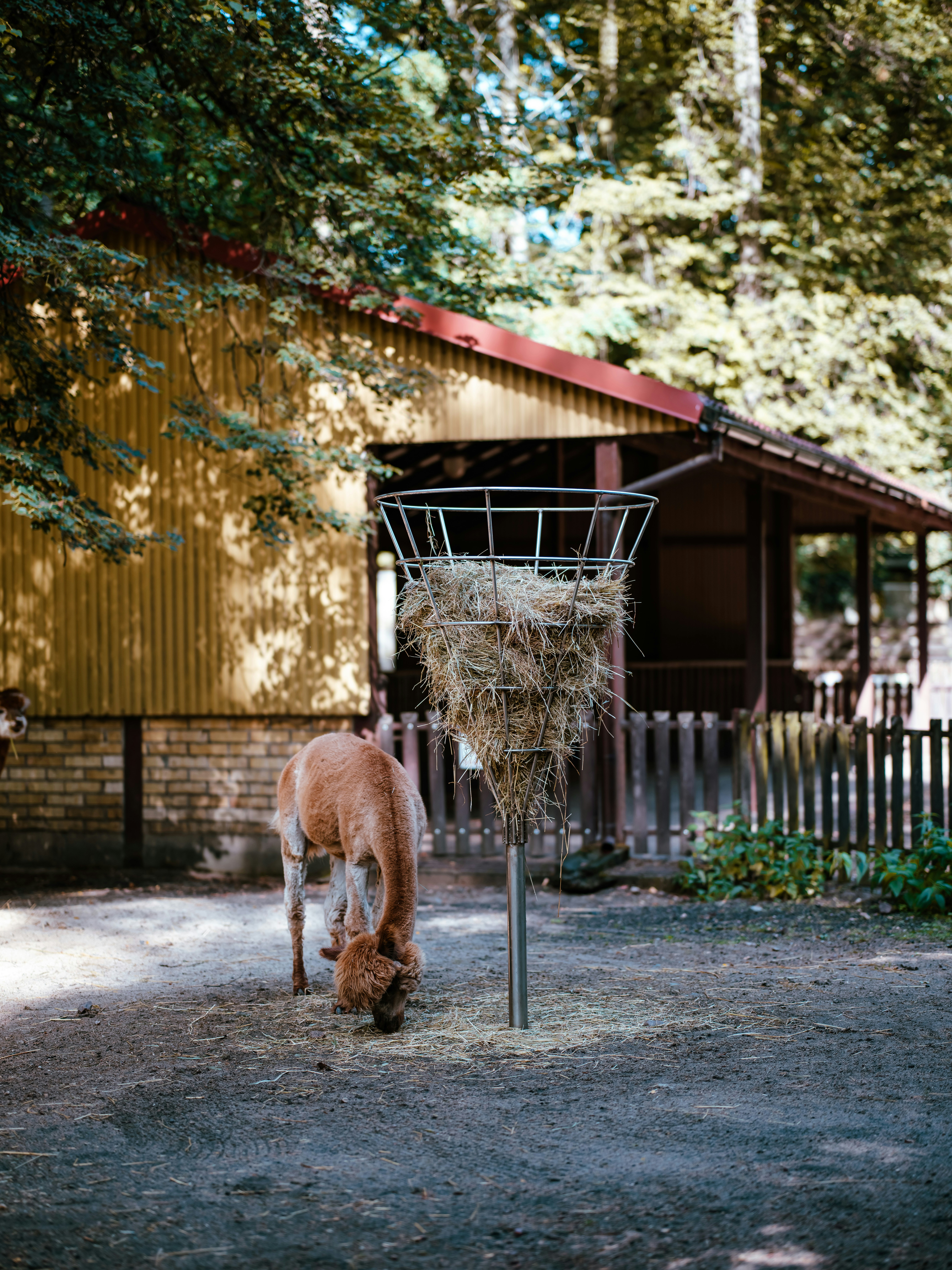 a cow is standing in front of a house