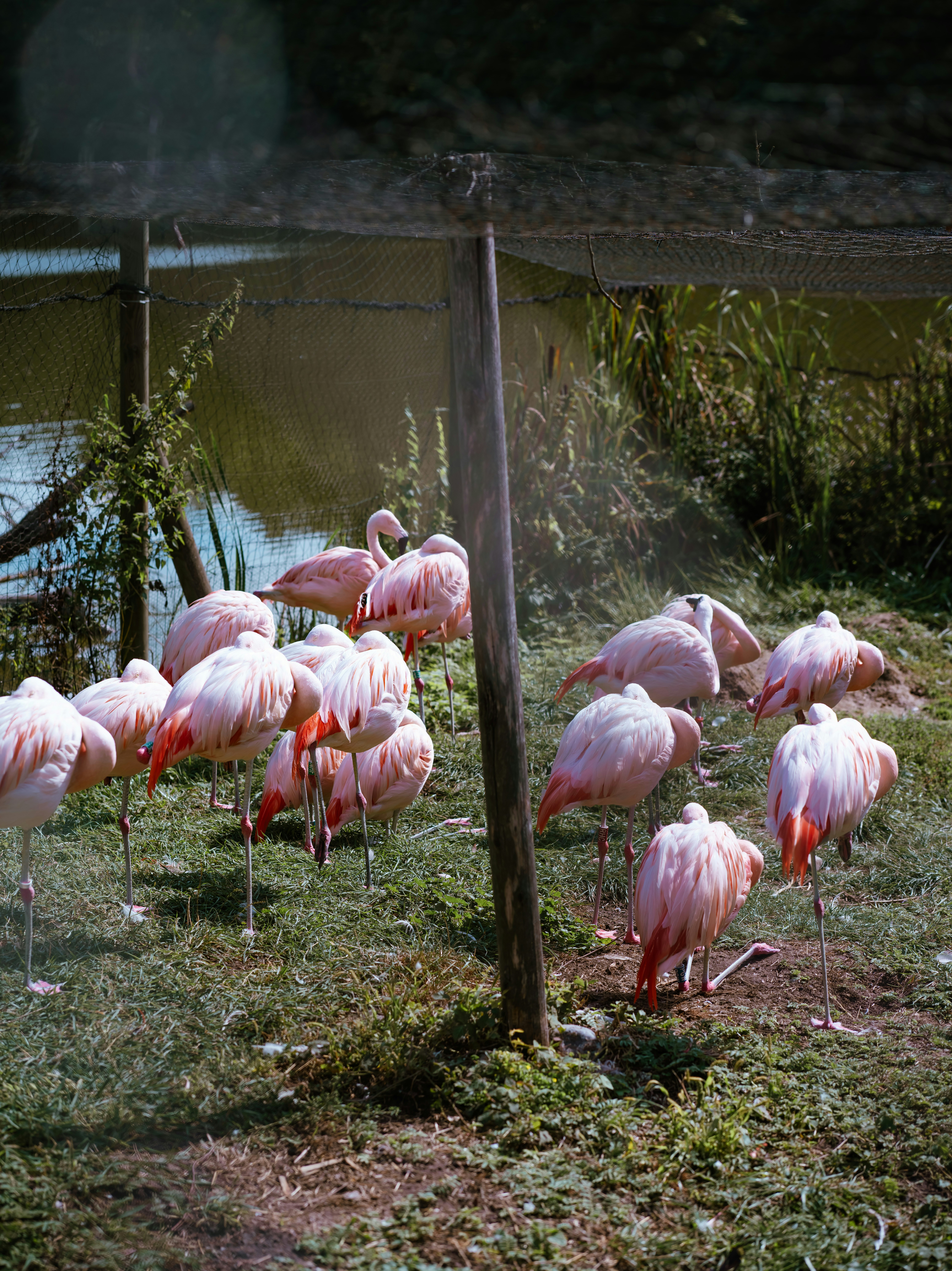 a flock of seagulls are standing in the grass