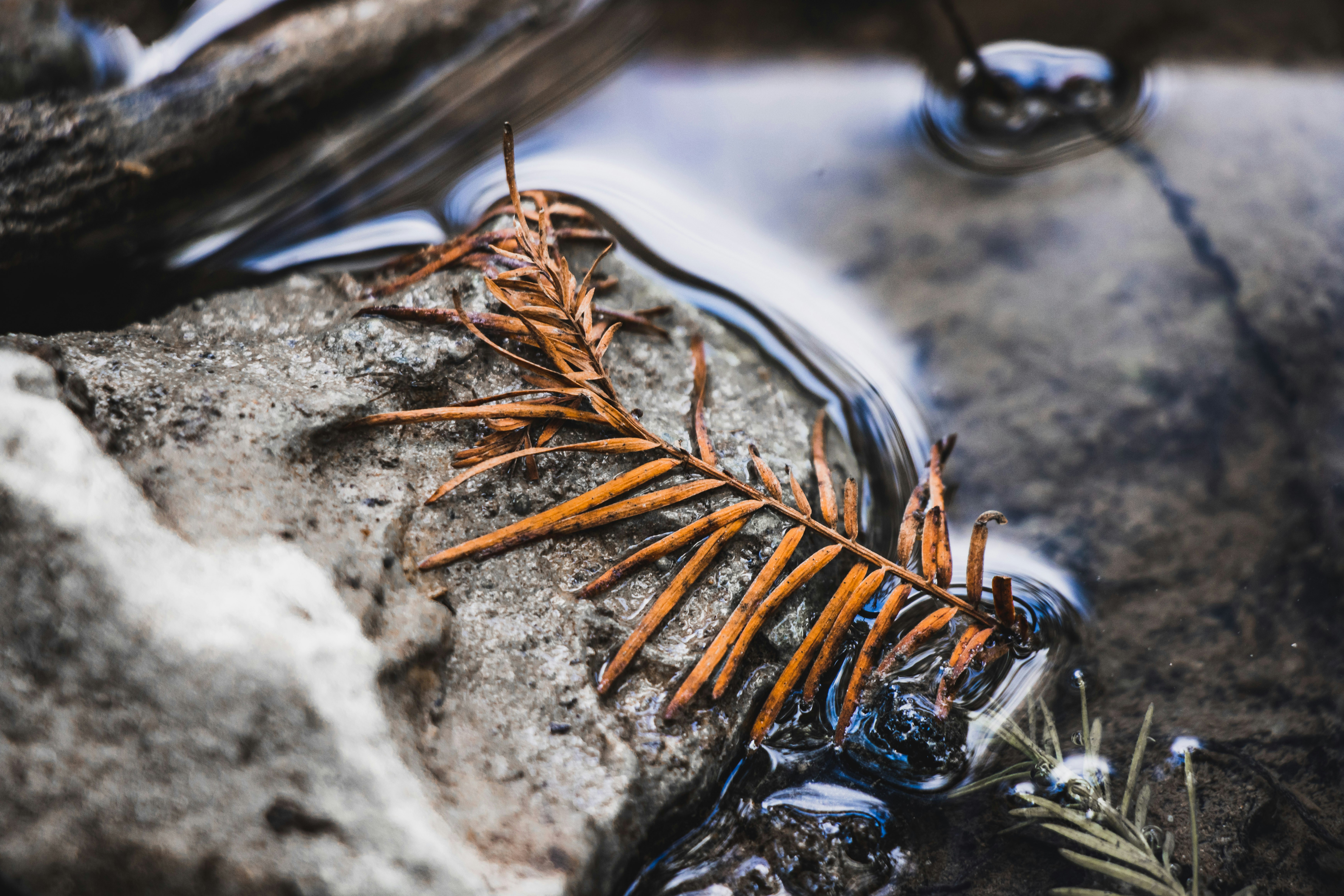 leaf atop a rock in the creek