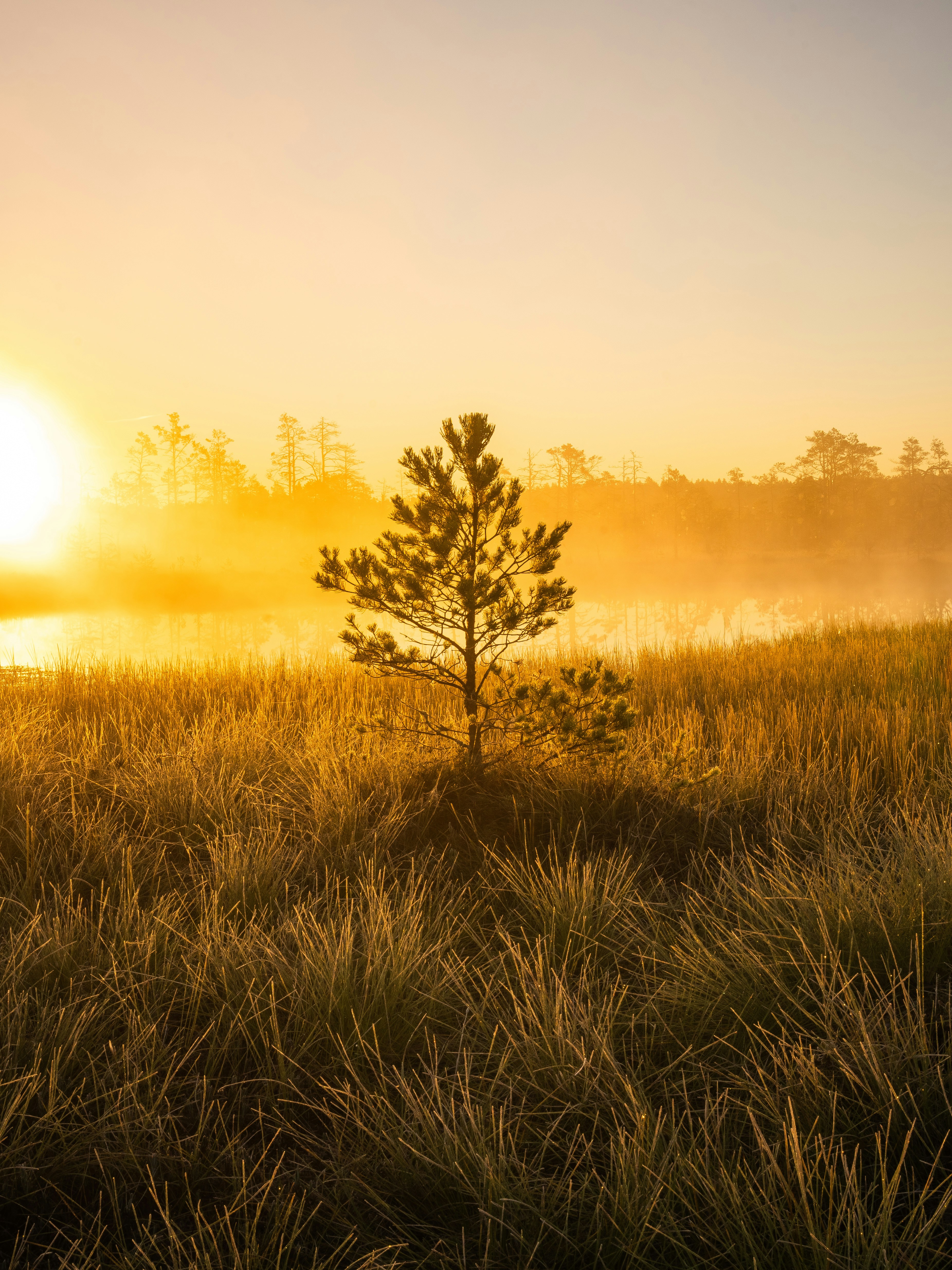 A tree in a field photo – Free Estonia Image on Unsplash