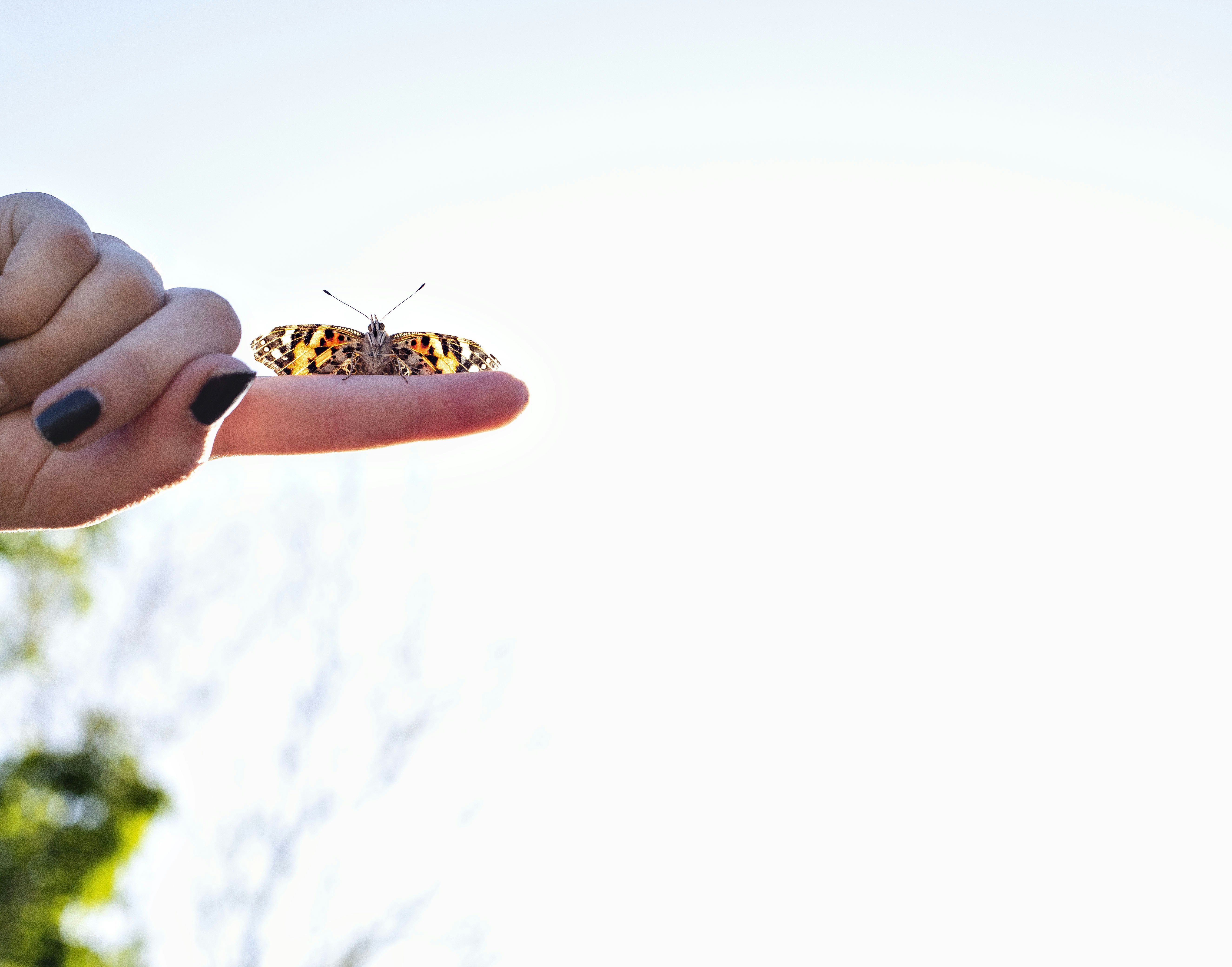 Butterfly photo shot on Canon EOS 6D Mark II