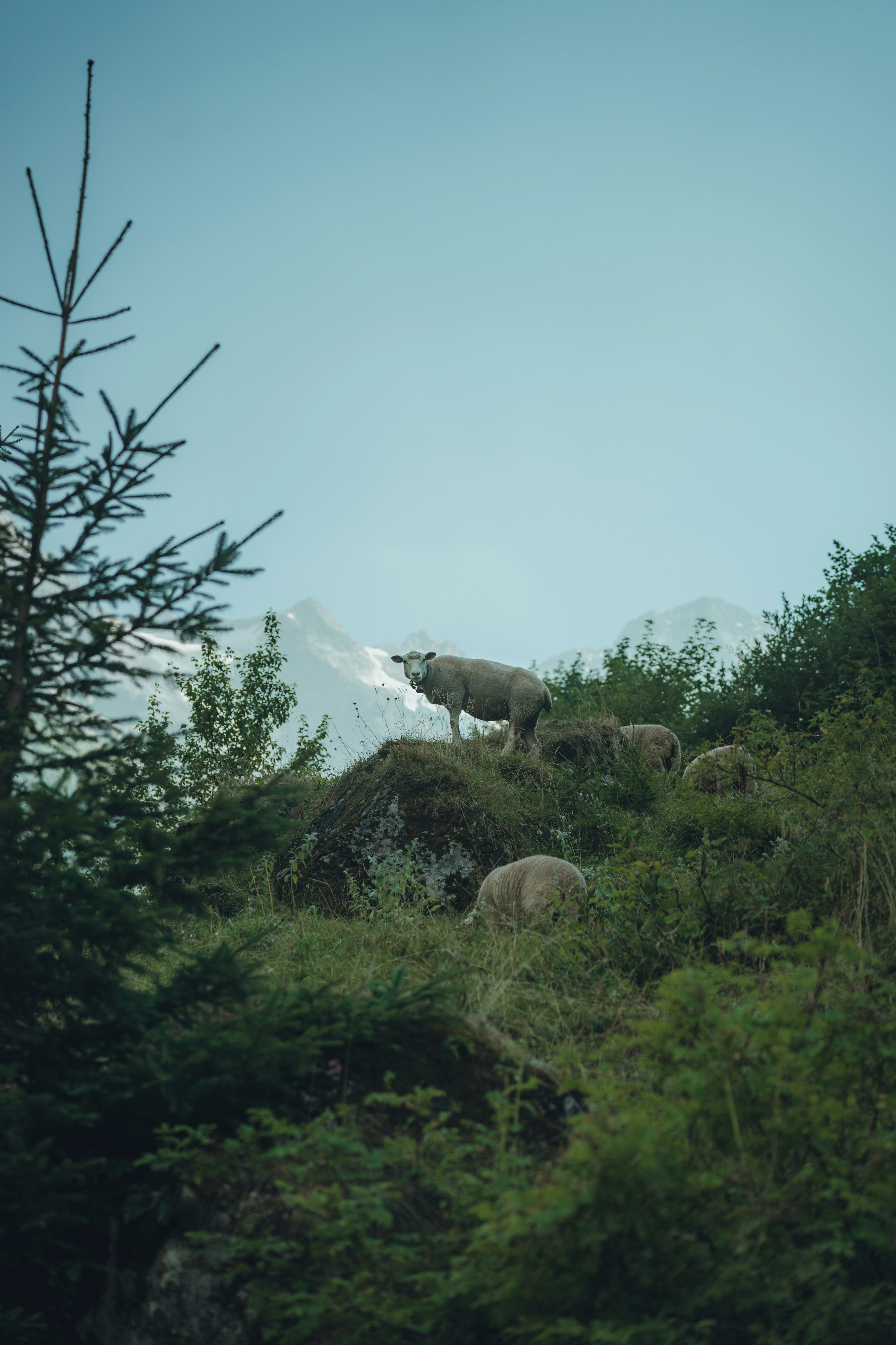Alpine Ridge Sentinel: Sheep Standing on a Mossy Knoll Beneath a Pale Blue Sky