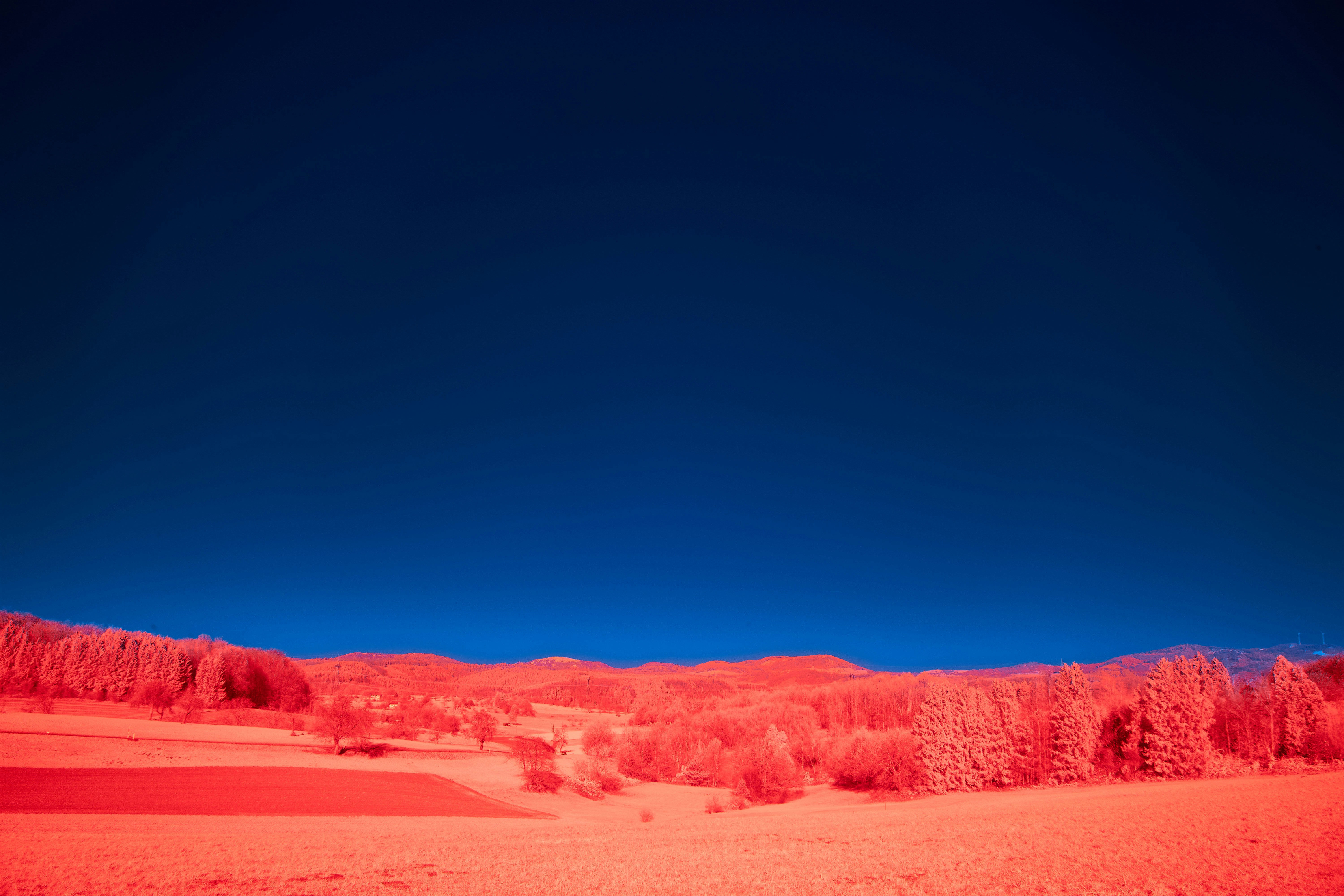 A landscape with red trees photo – Free Nature Image on Unsplash