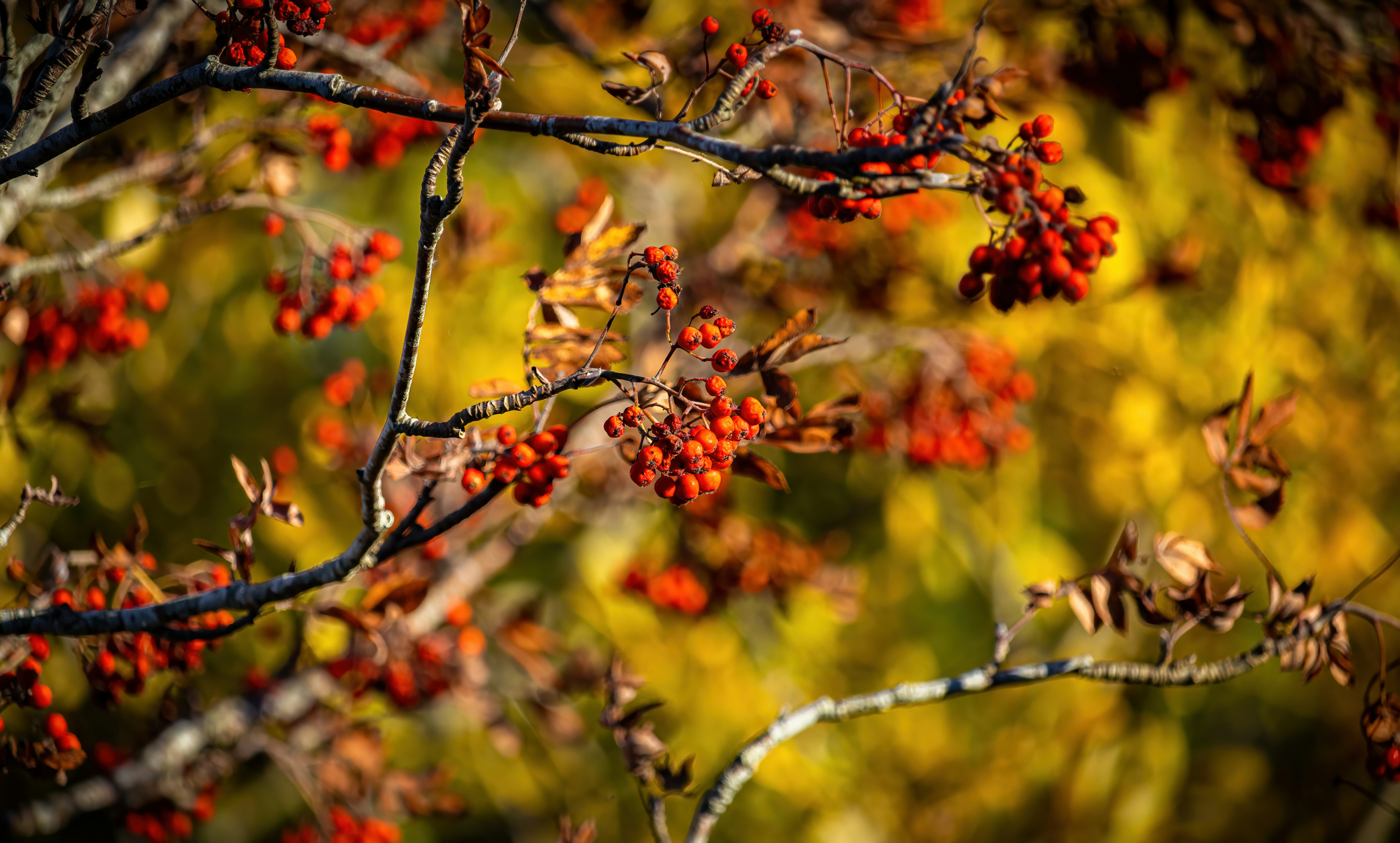 A close up of some berries photo – Free Tree Image on Unsplash