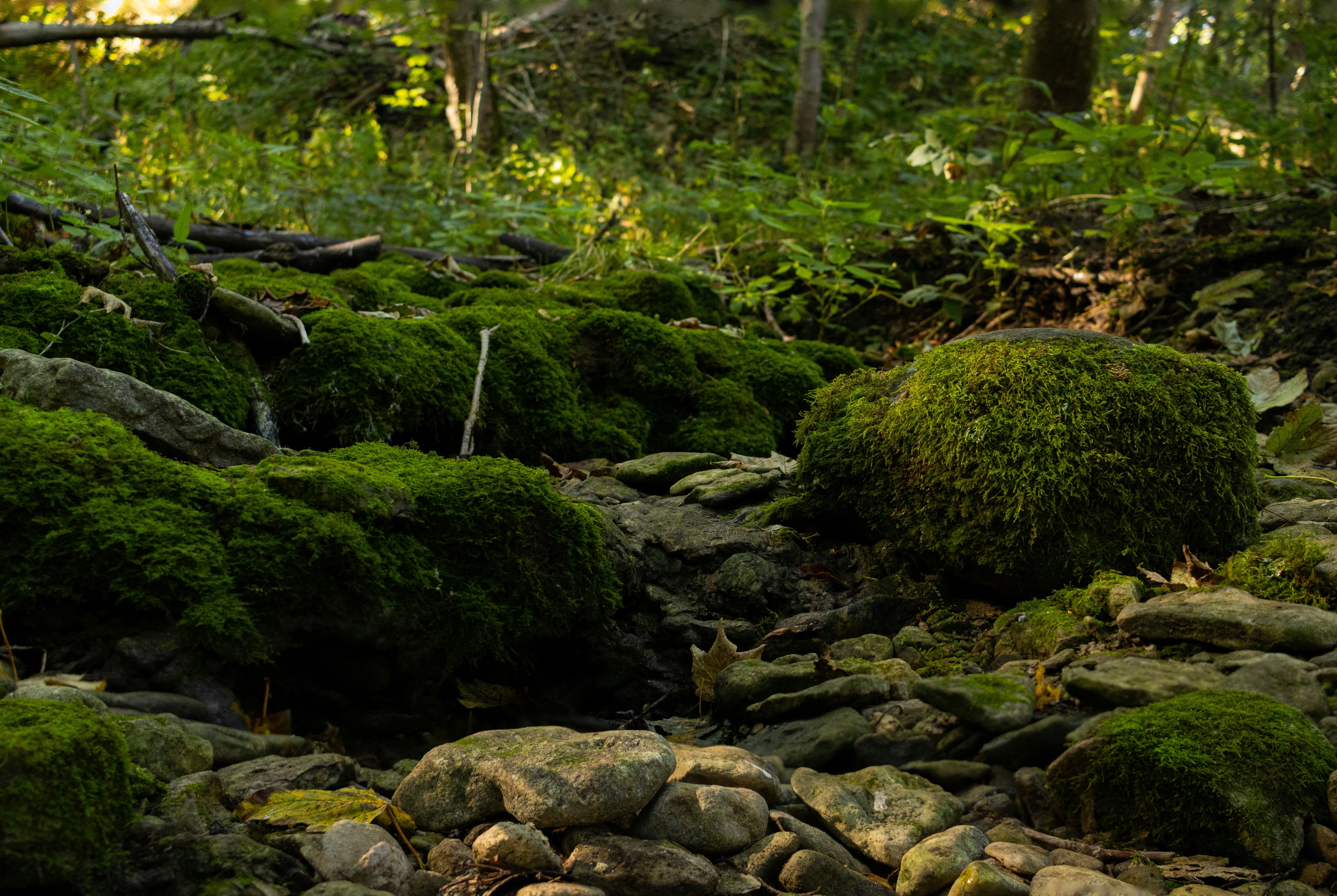 A group of rocks in a forest photo – Free Trees Image on Unsplash