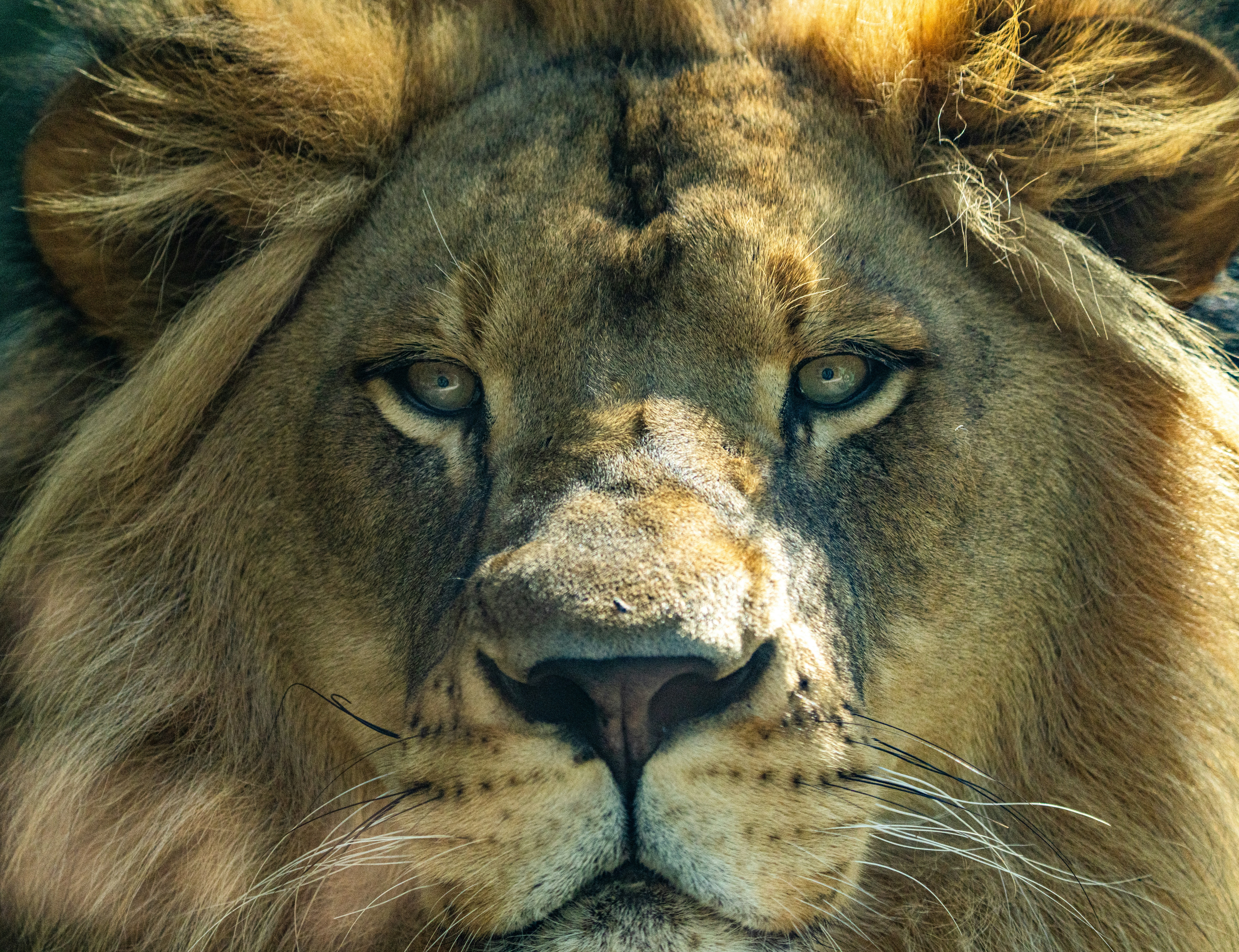 A lion with a large mane photo – Free Animal Image on Unsplash