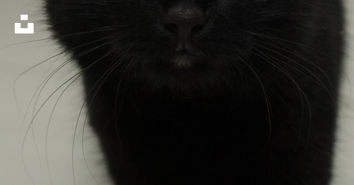 緑色の目をした黒猫の写真 Unsplashの無料猫写真
